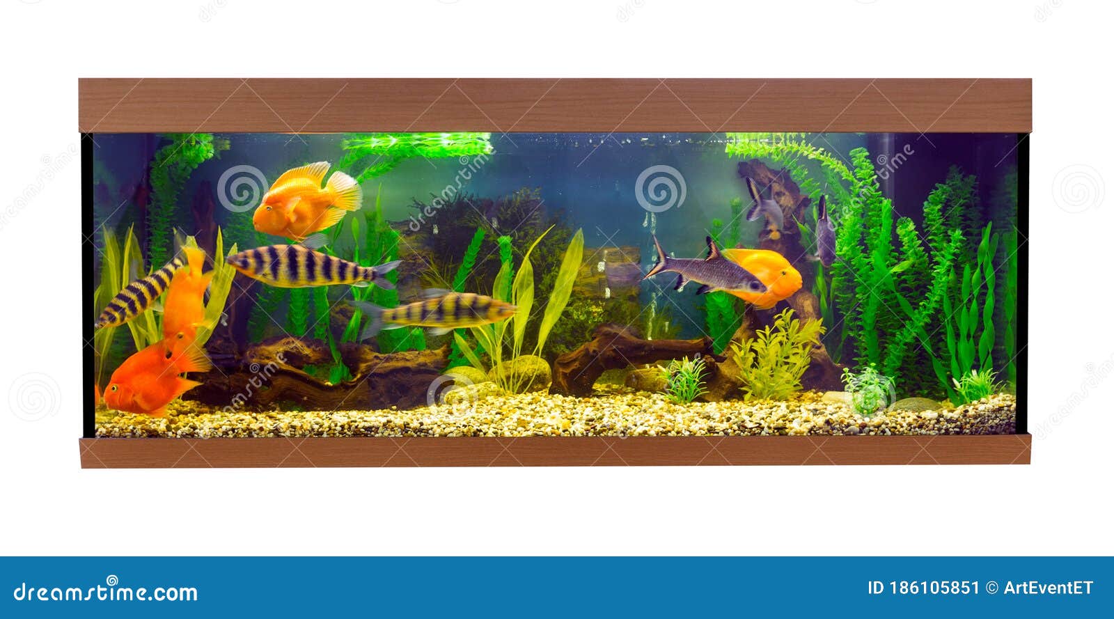 Large Rectangular Aquarium with Tropical Fish Stock Image - Image of ...