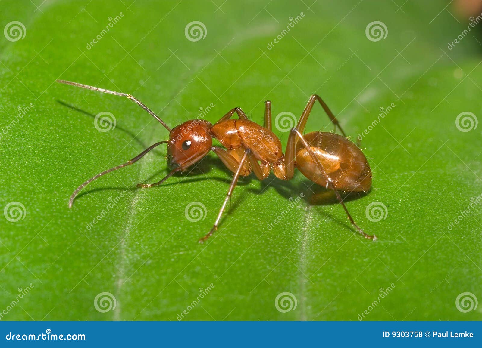 Large Red Ant Royalty Free Stock Photos - Image: 9303758