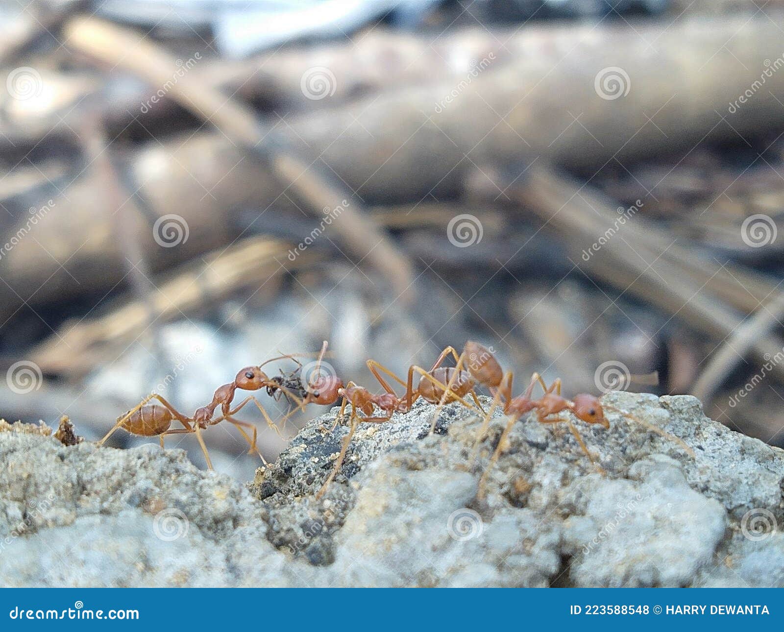 A Large Red Ant Colony is Working Together Stock Photo - Image of ...