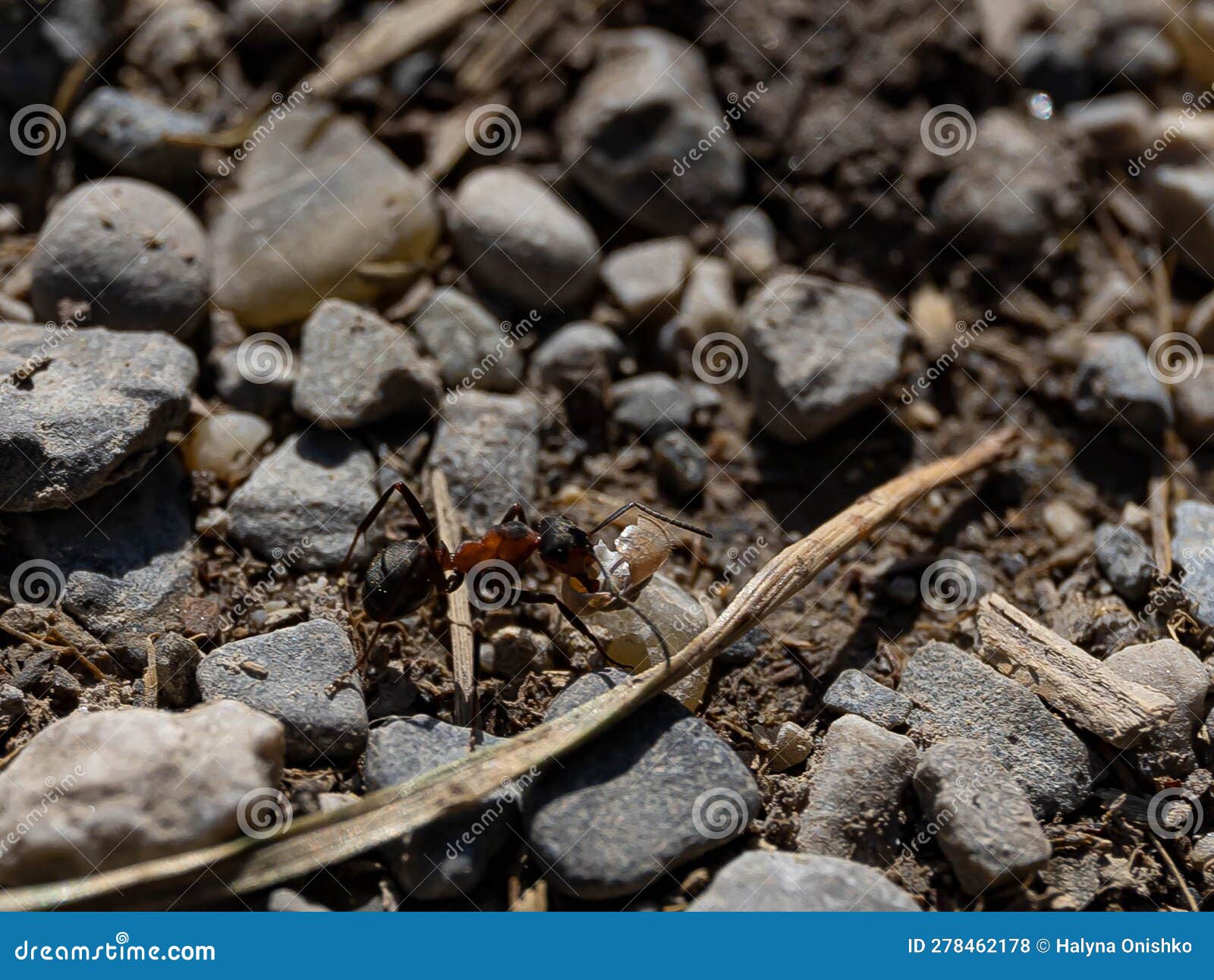 A Large Red Ant Drags a Piece of Shell To Build an Anthill Stock Photo ...