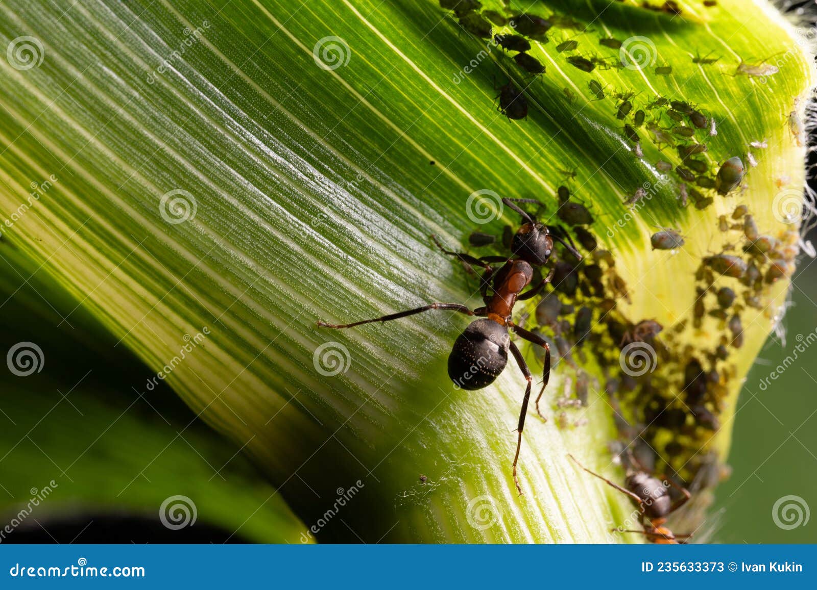 Large Red Ants on Corn Leaves Keep an Watch on Aphids. Macro Stock ...