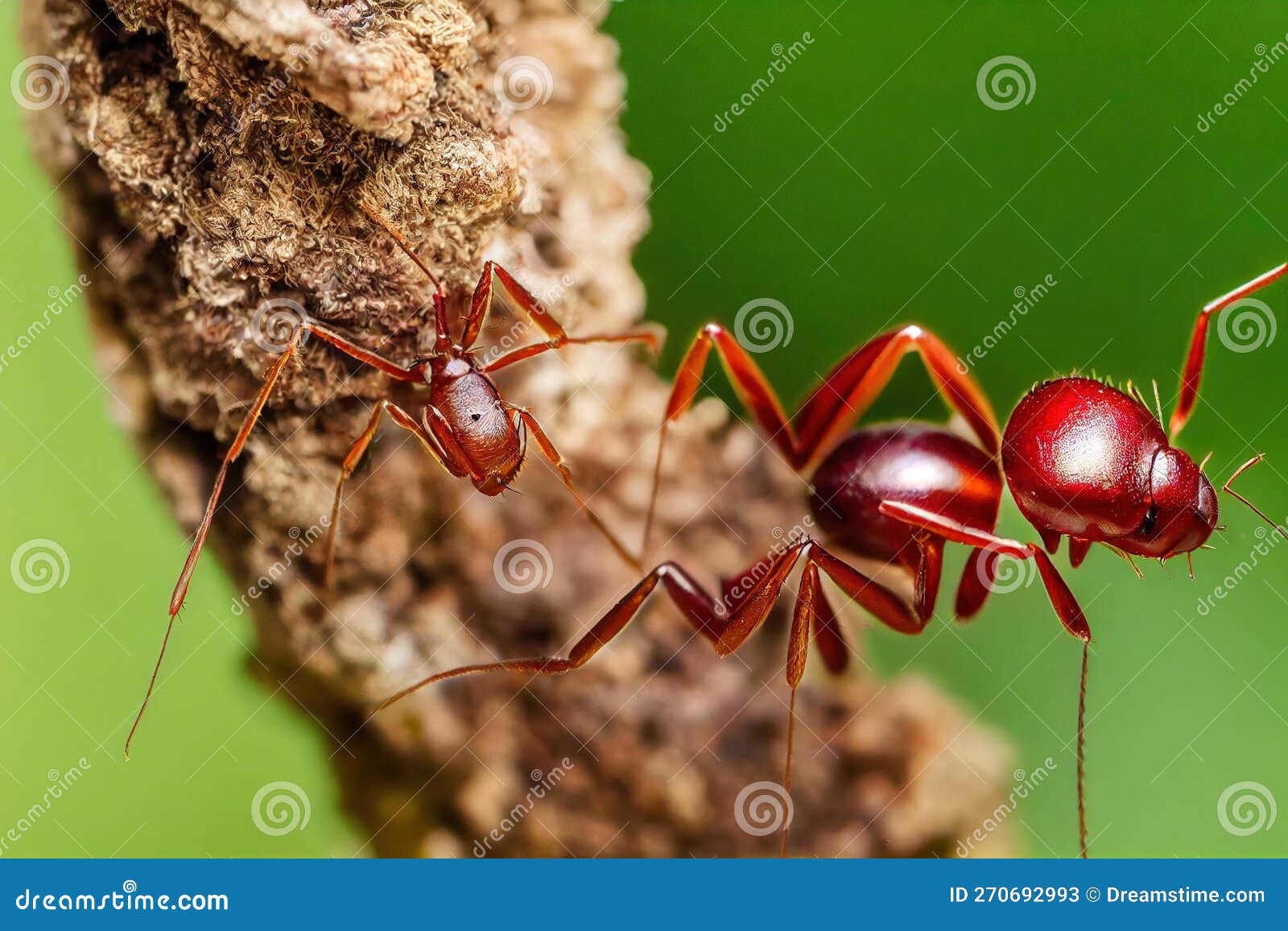 Large Red Ants Crawl Across Tree in Search of Food. Stock Illustration ...