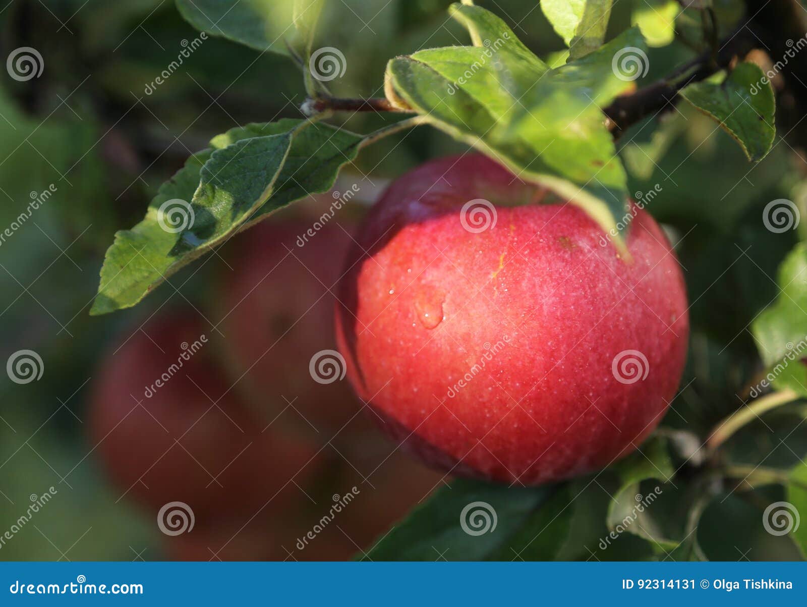 Large Red Apple in the Sun on the Apple Tree Stock Image - Image of ...