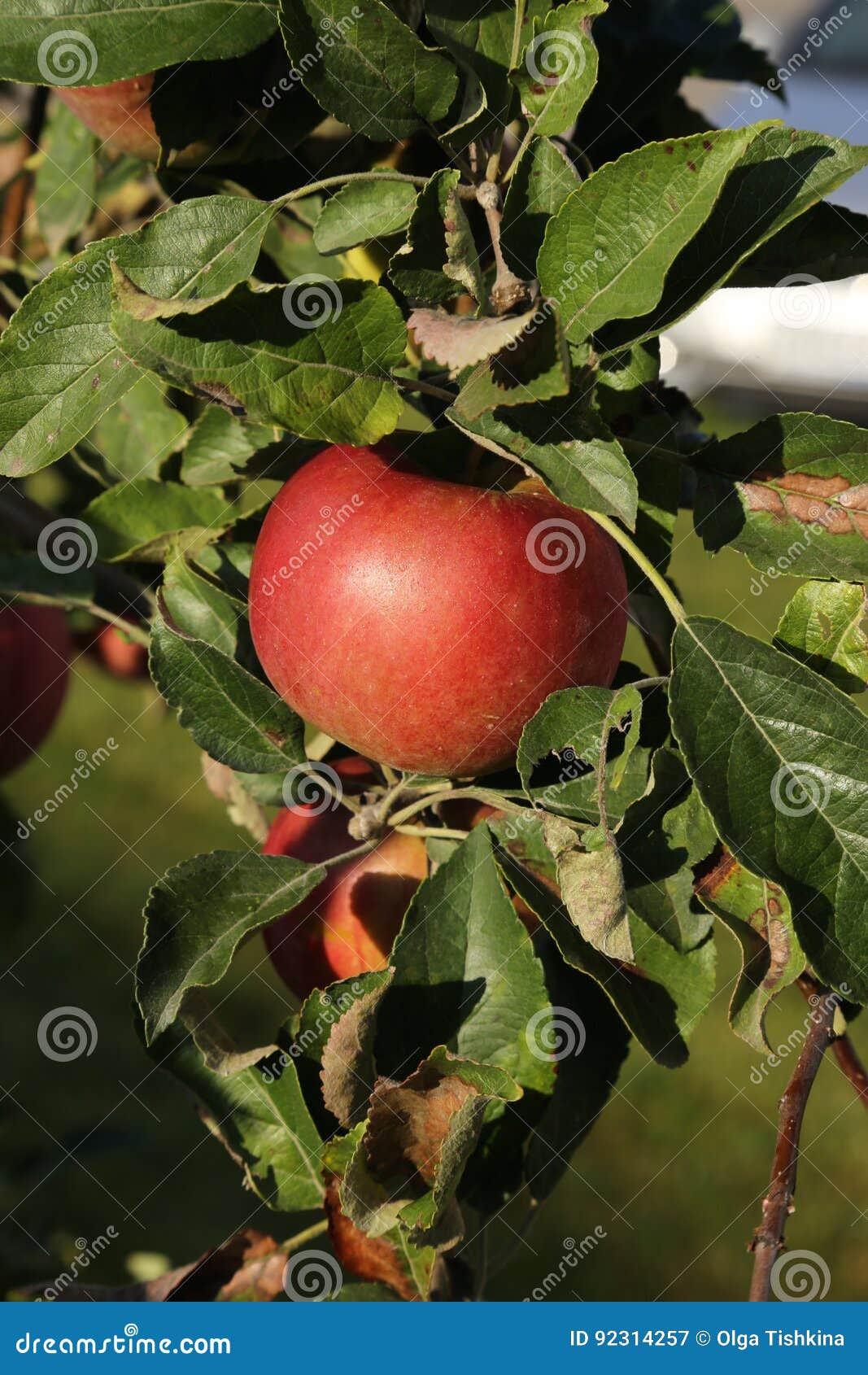 Large Red Apple in the Sun on the Apple Tree Stock Image - Image of ...