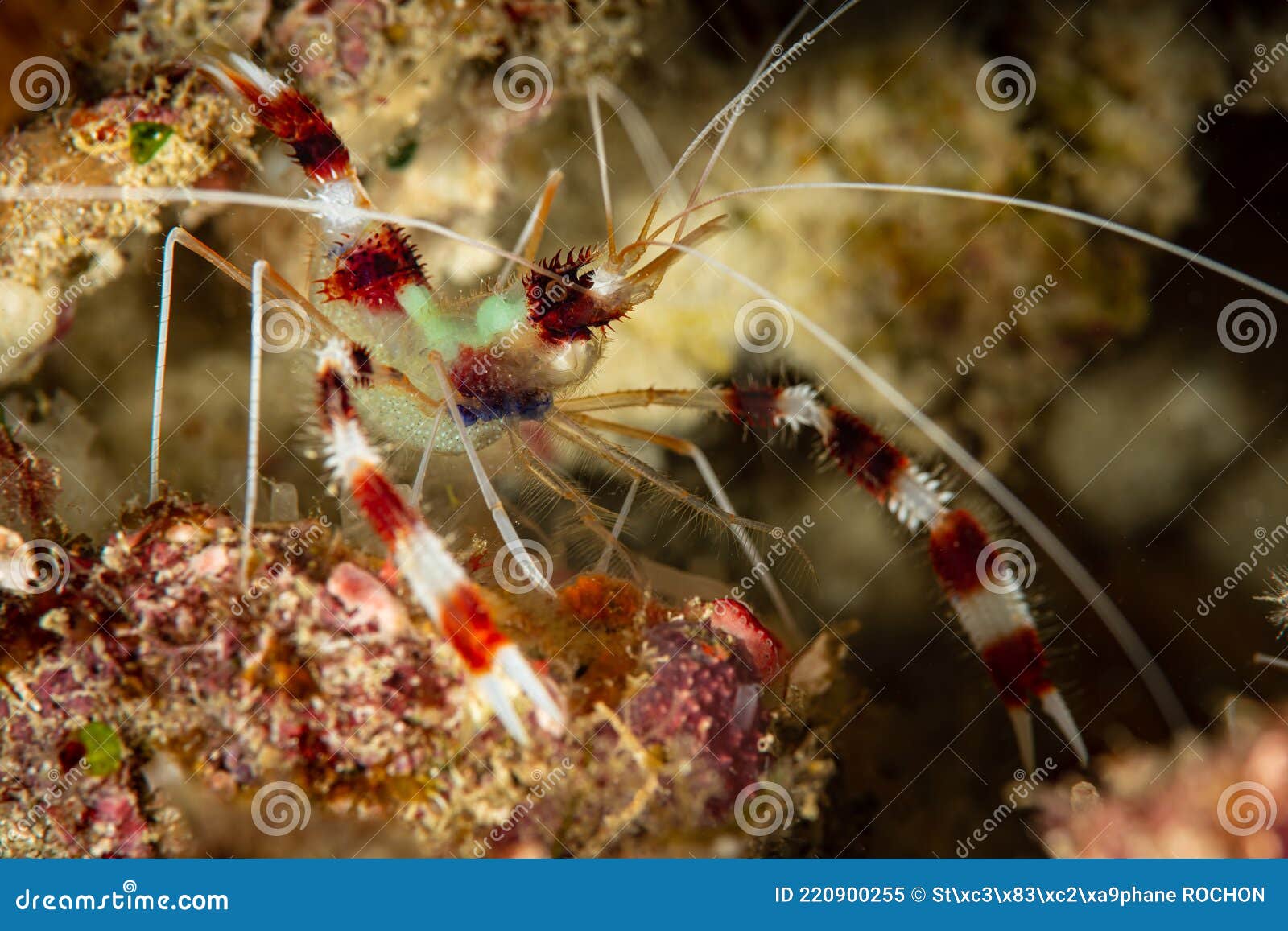 Large Red Banded Coral Shrimp Stock Image - Image of coral, papua ...