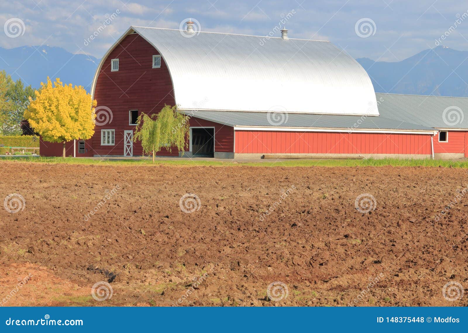 Barn and Japanese Maple Tree Stock Photo - Image of japanese, rural ...