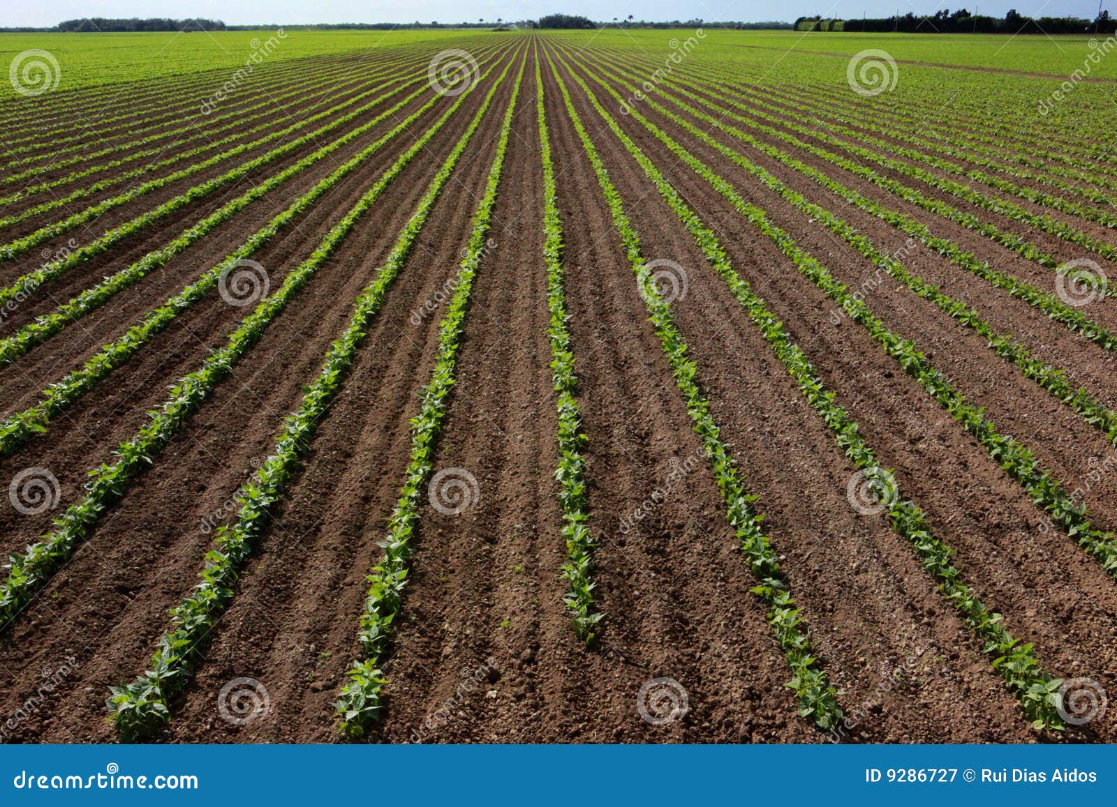 Large red bean field stock image. Image of green, bean - 9286727