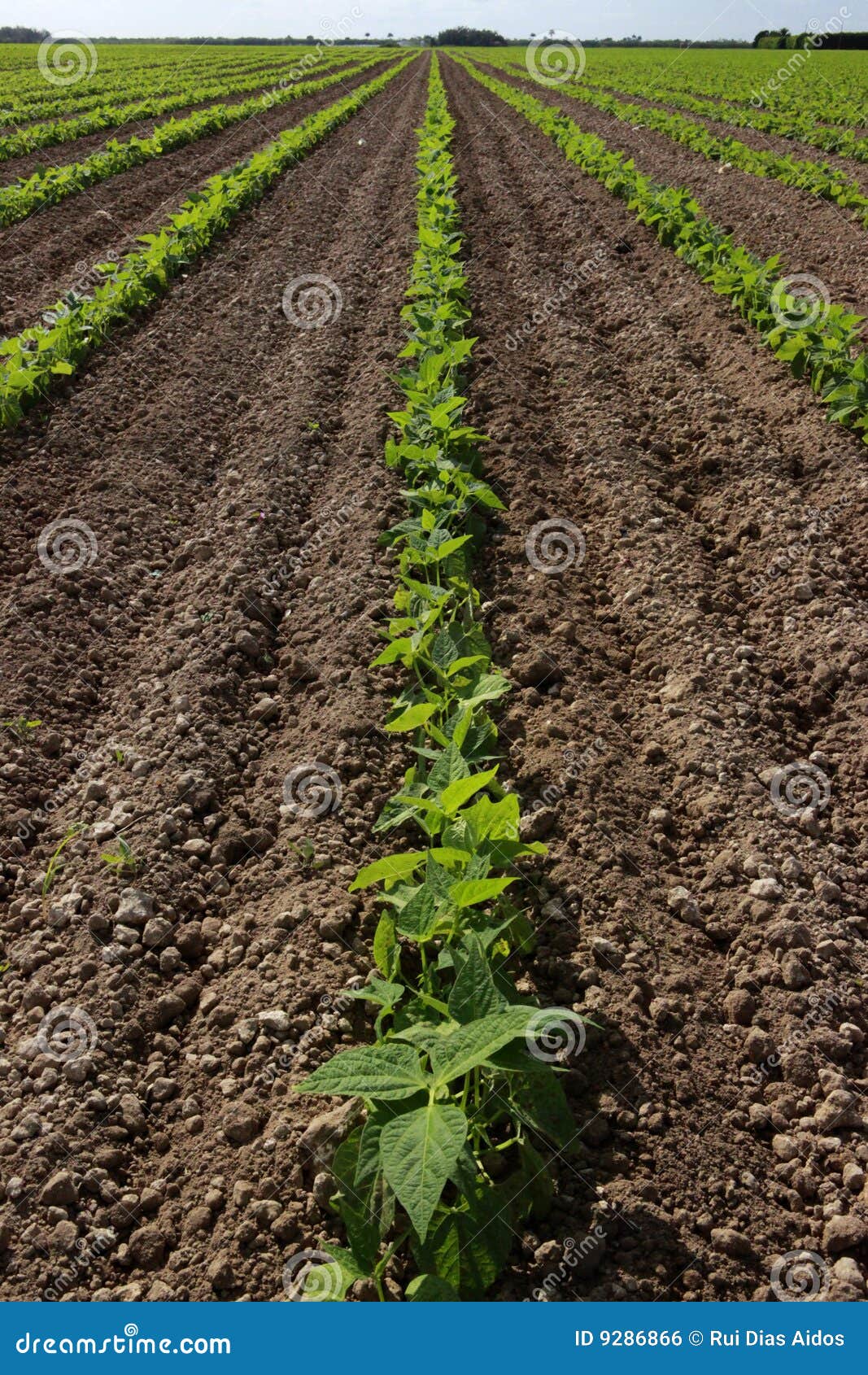Large red bean field stock photo. Image of agriculture - 9286866