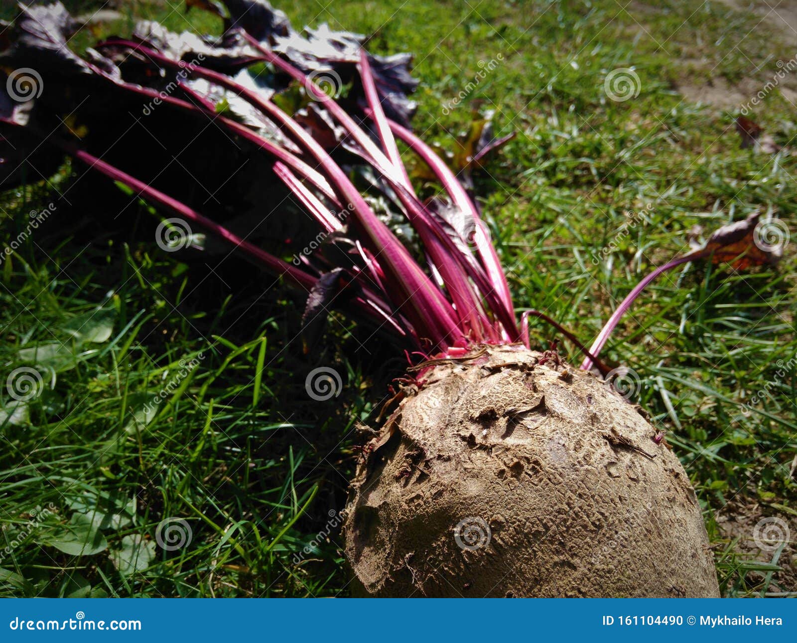 Large red beet stock photo. Image of health, cropped - 161104490