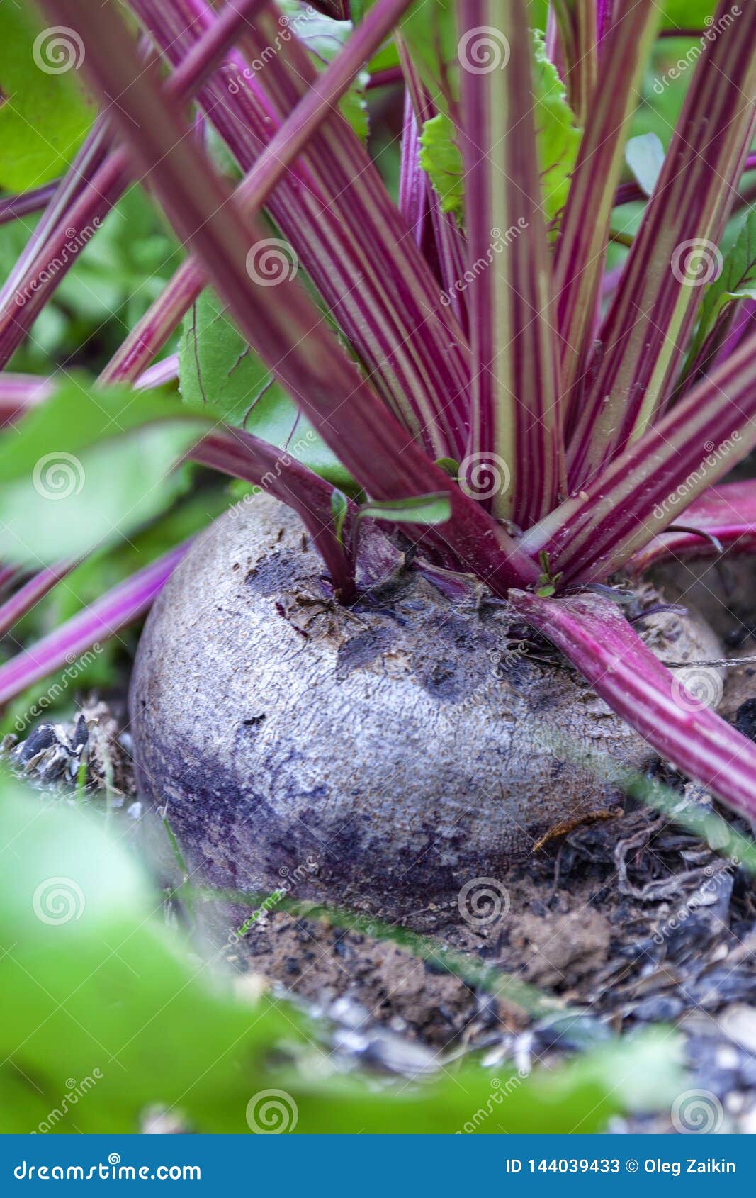 Large Red Beets in the Garden, Close-up Stock Image - Image of dirt ...