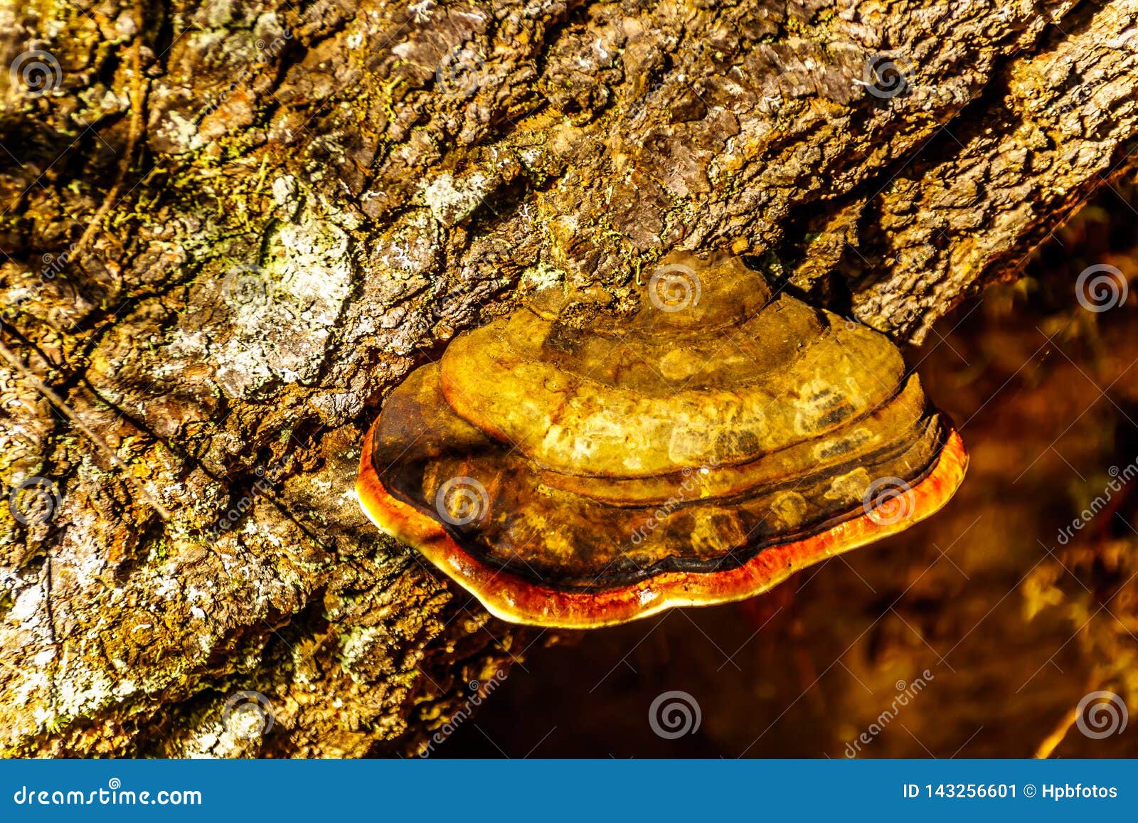 A Large Red Belted Bracket Fungus an Old Tree Along the Hiking Trail To ... A Large Red Belted Bracket Fungus an Old Tree Along the Hiking Trail To ...