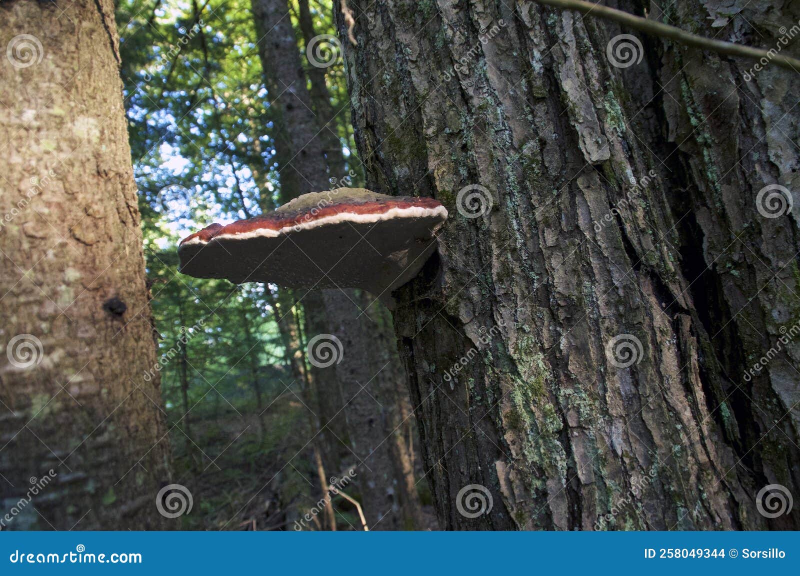 Large Red Belted Polypore Mushroom Growing on Tree Stock Photo - Image ...