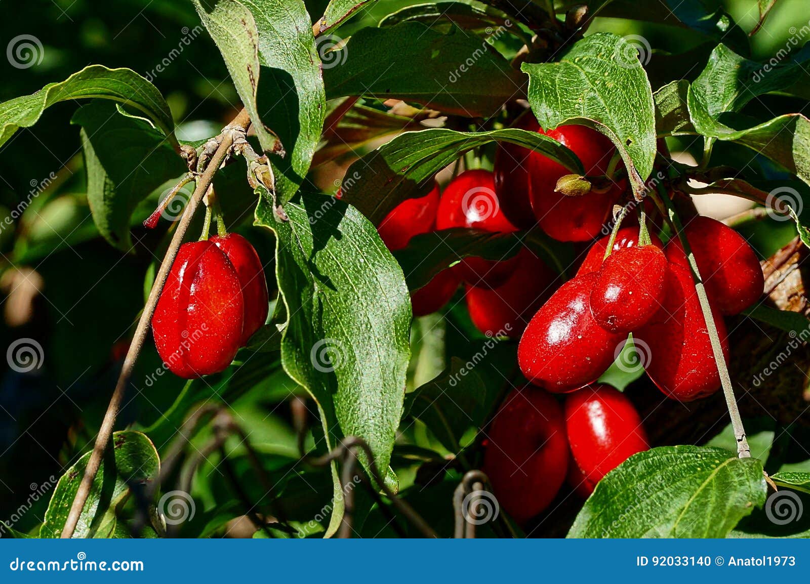 Large Red Berries among Green Leaves on a Sunny Day Stock Photo - Image ...
