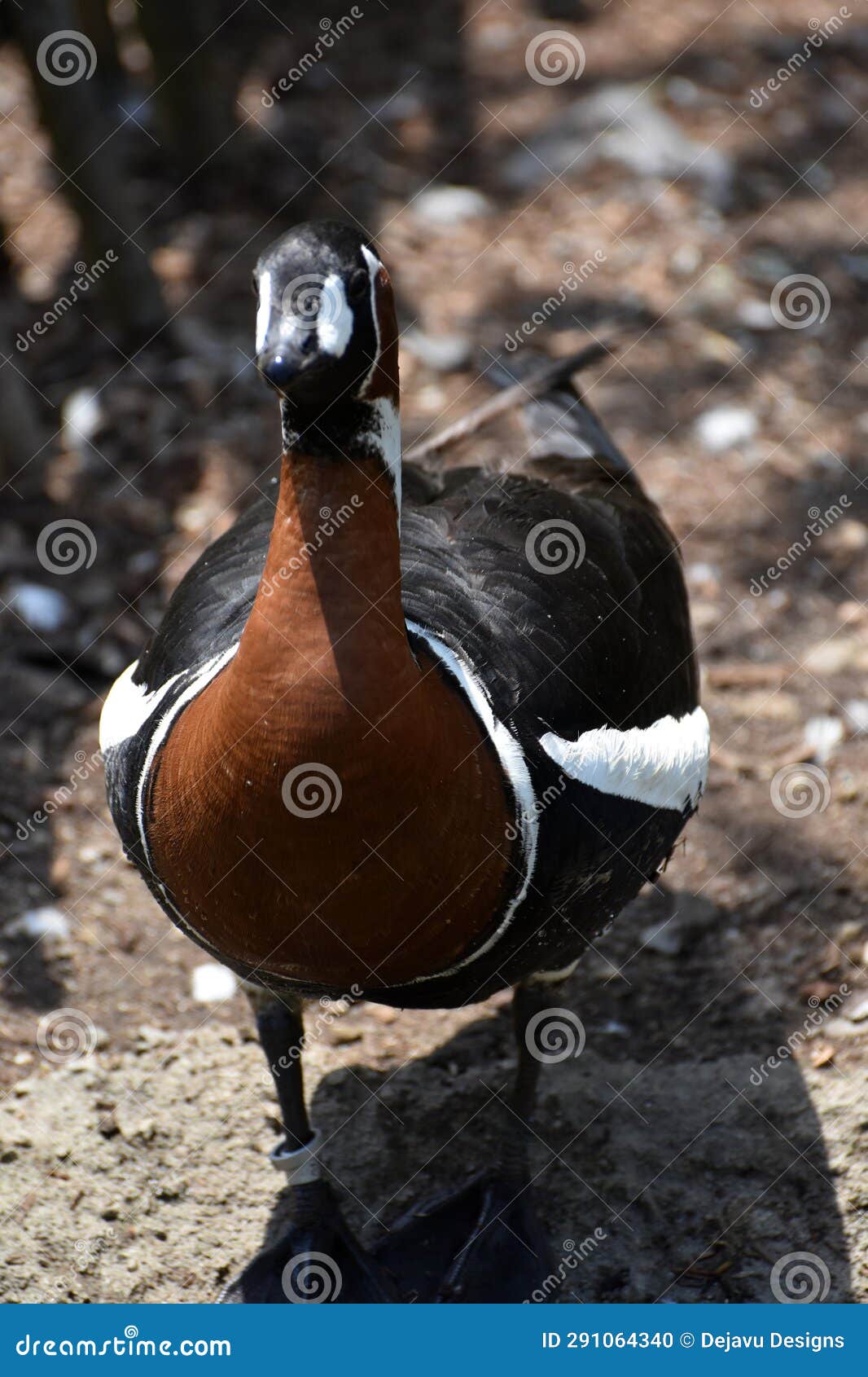 Large Red Breasted Goose Standing Close Up Stock Photo - Image of goose ...