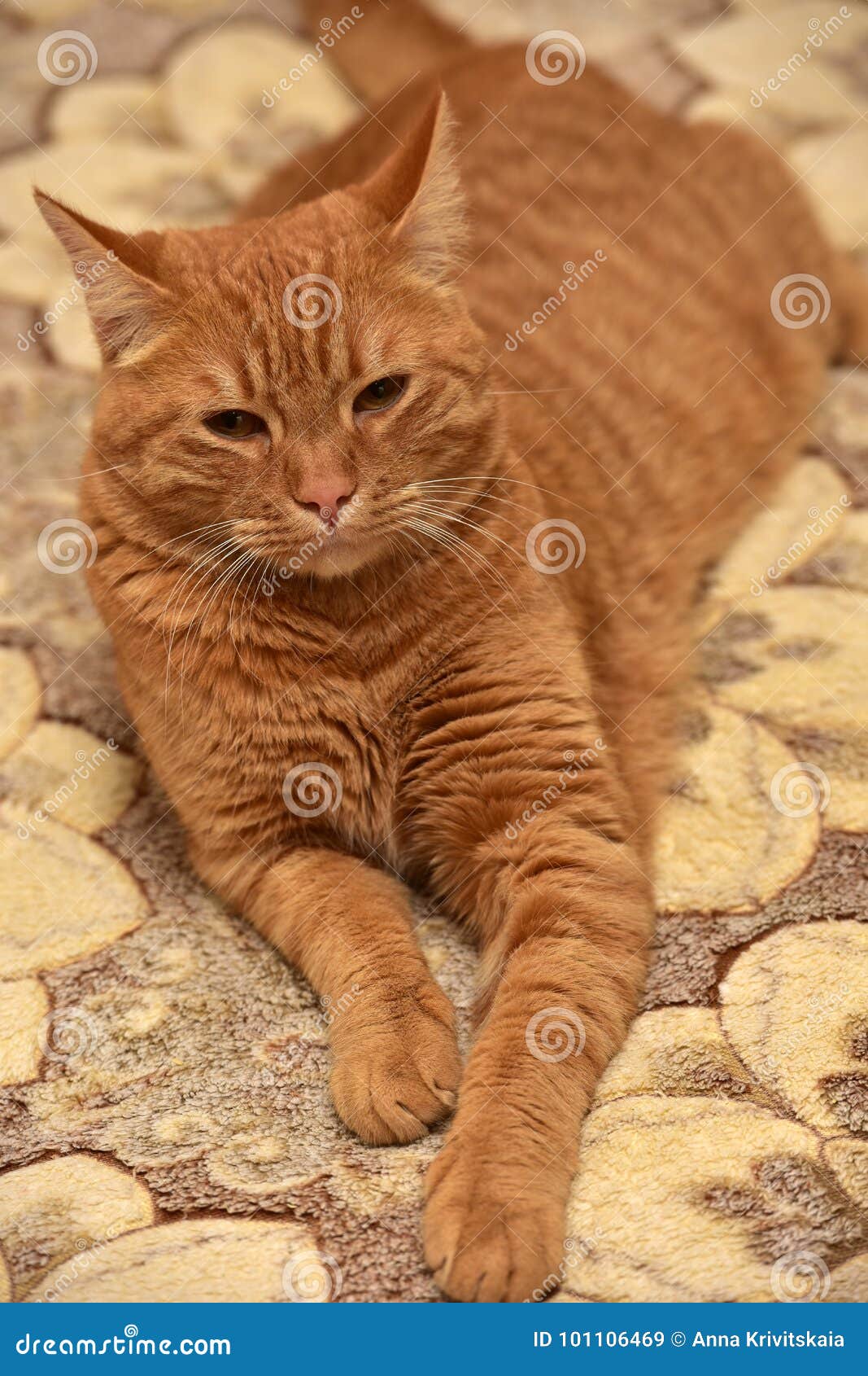 Large red cat lying stock image. Image of philosopher - 101106469