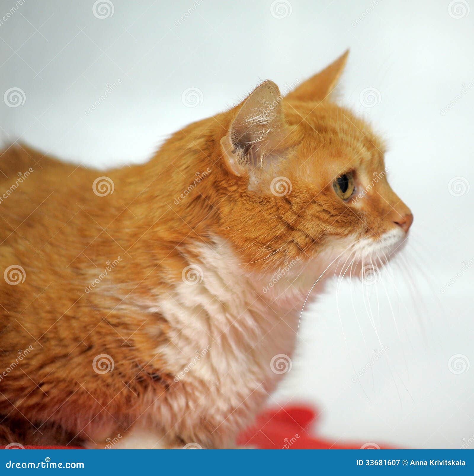 Large red cat stock image. Image of adorable, expression - 33681607