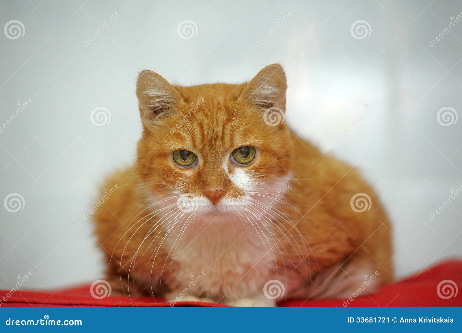 Large red cat stock image. Image of depression, animal - 33681721