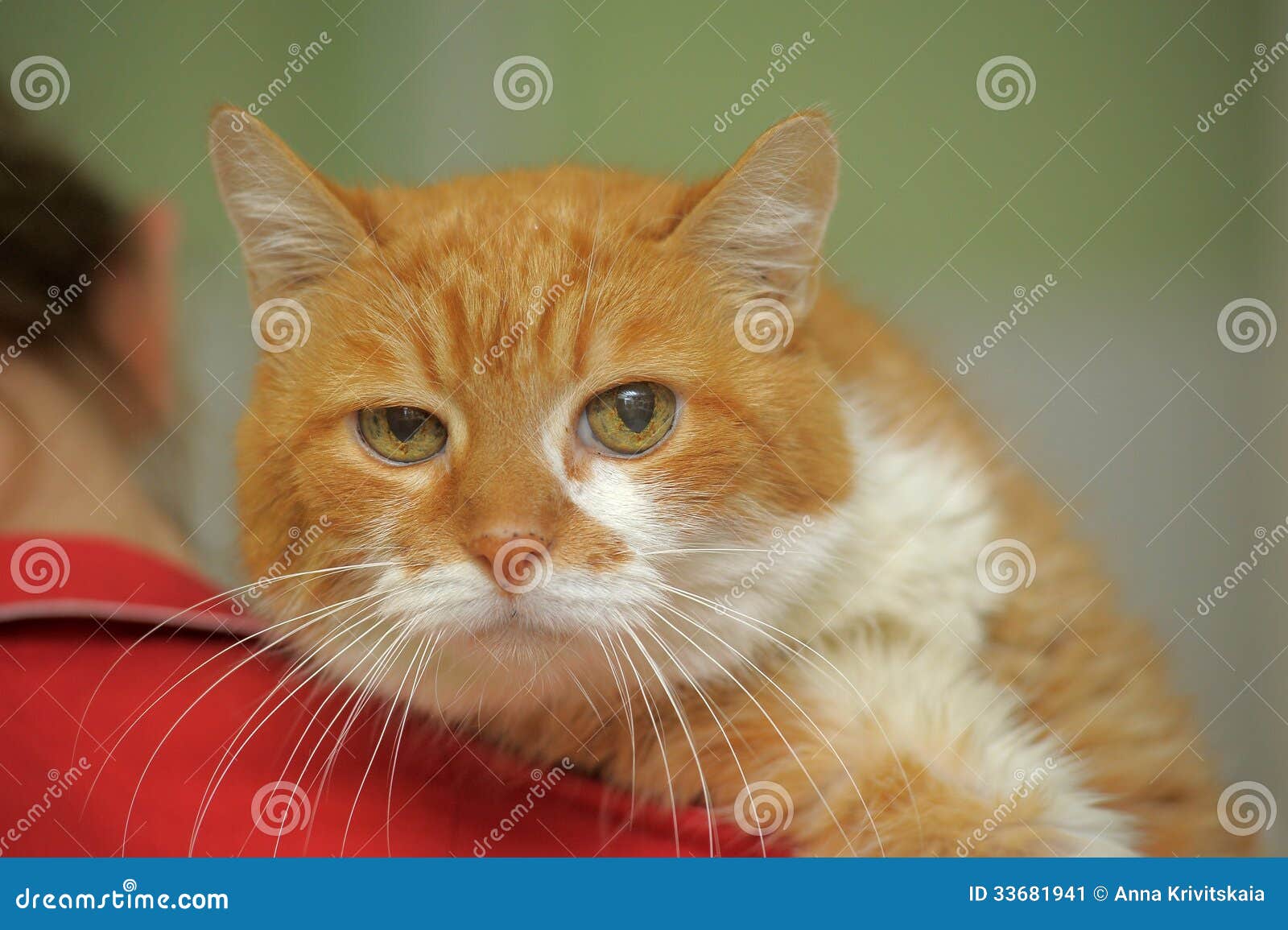 Large red cat stock image. Image of carnivore, adorable - 33681941