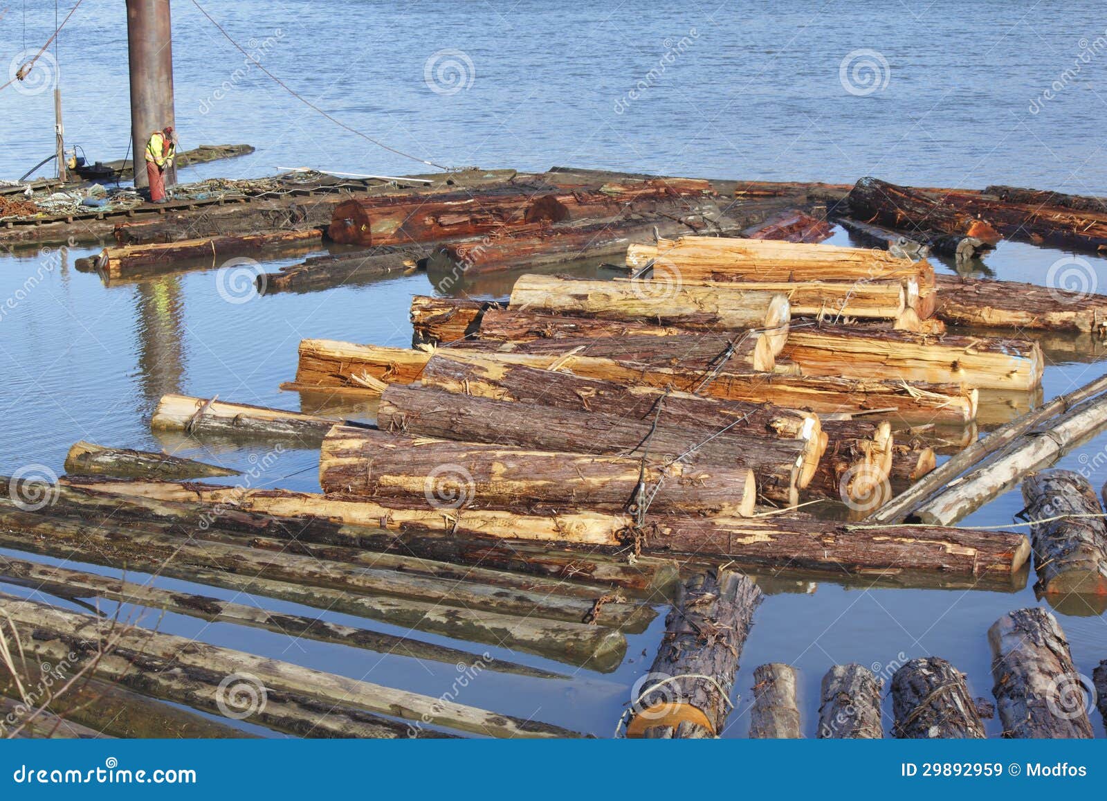 Raw Cedar Logs in River stock image. Image of sorting - 29892959