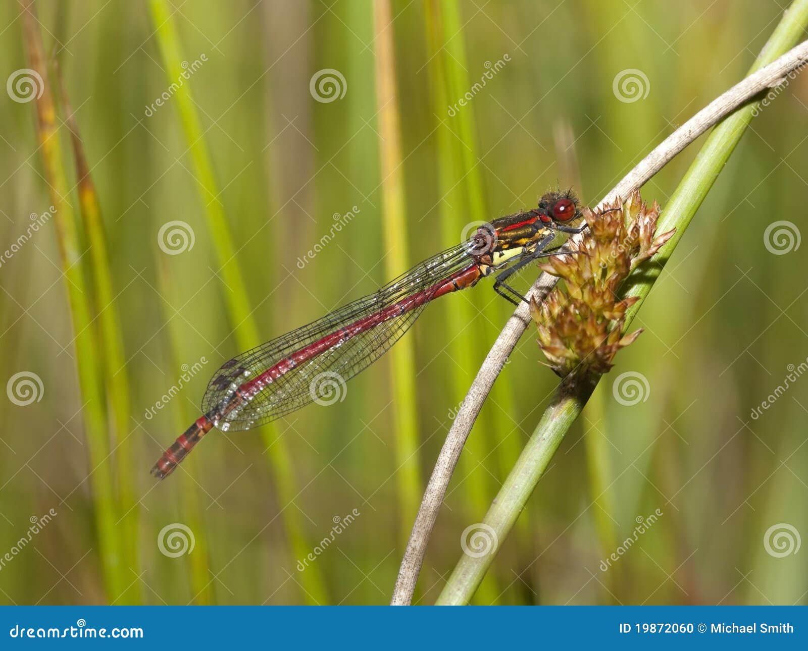 Large red damselfly 2 stock photo. Image of entomology - 19872060