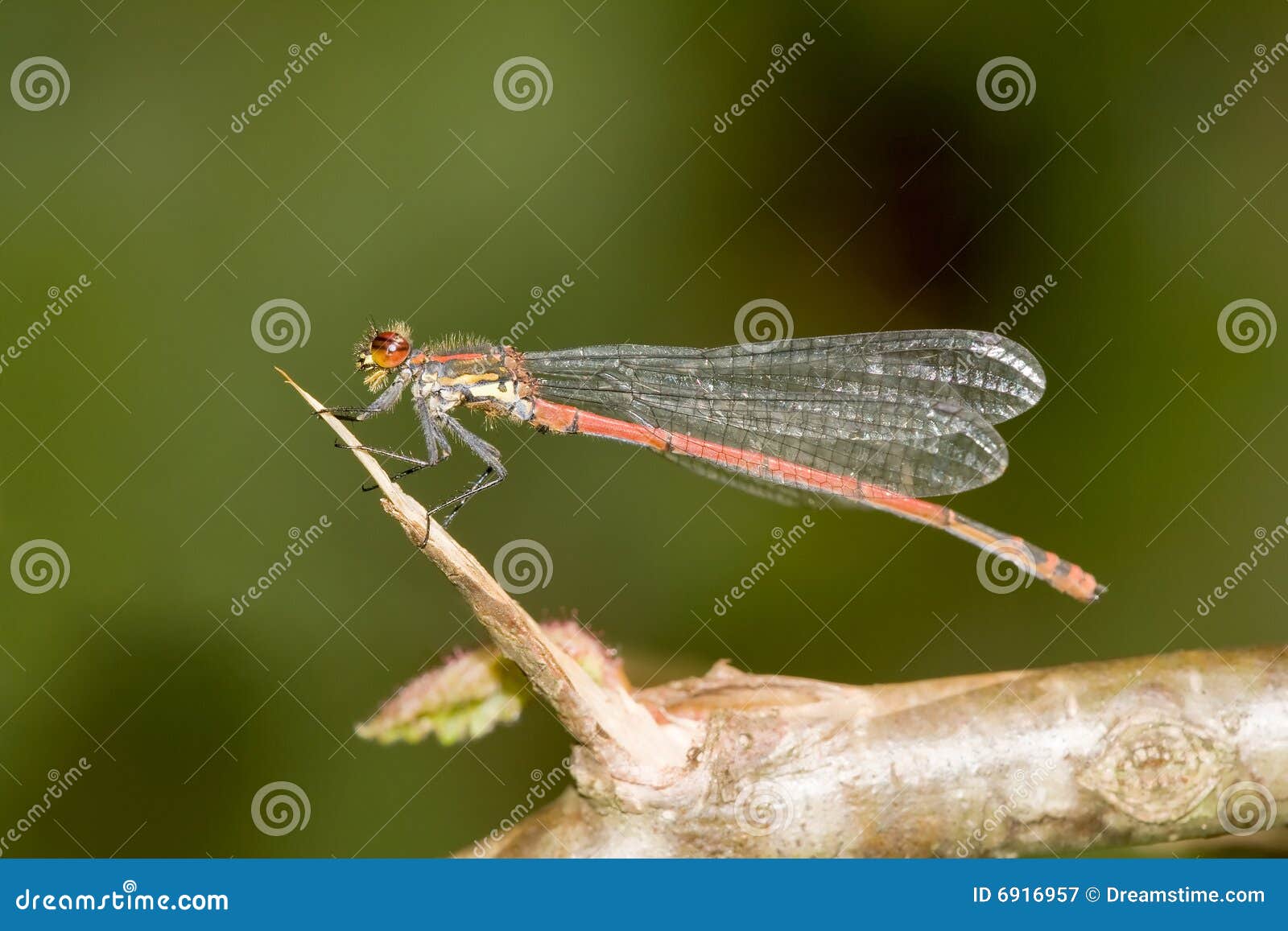 Large Red Damselfly stock image. Image of damselfly, pyrrhosoma - 6916957