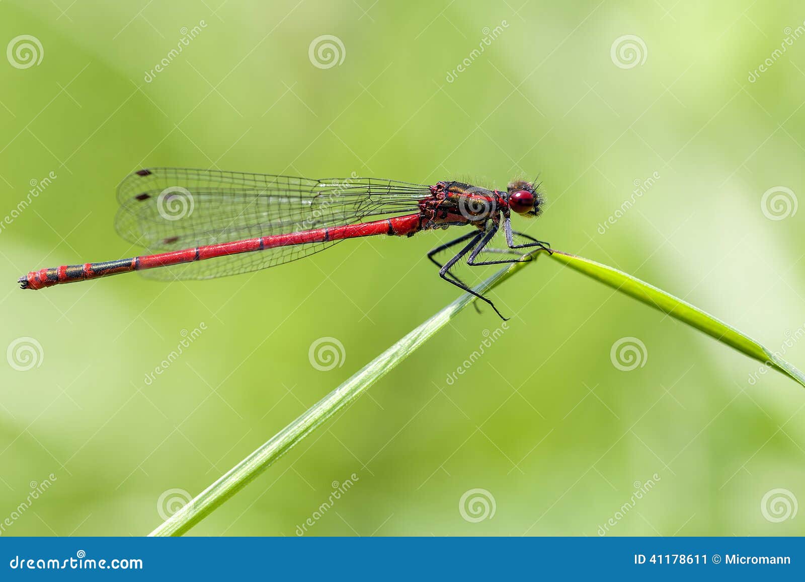 Large Red Damselfly - Macro Stock Image - Image of ecology, nature ...