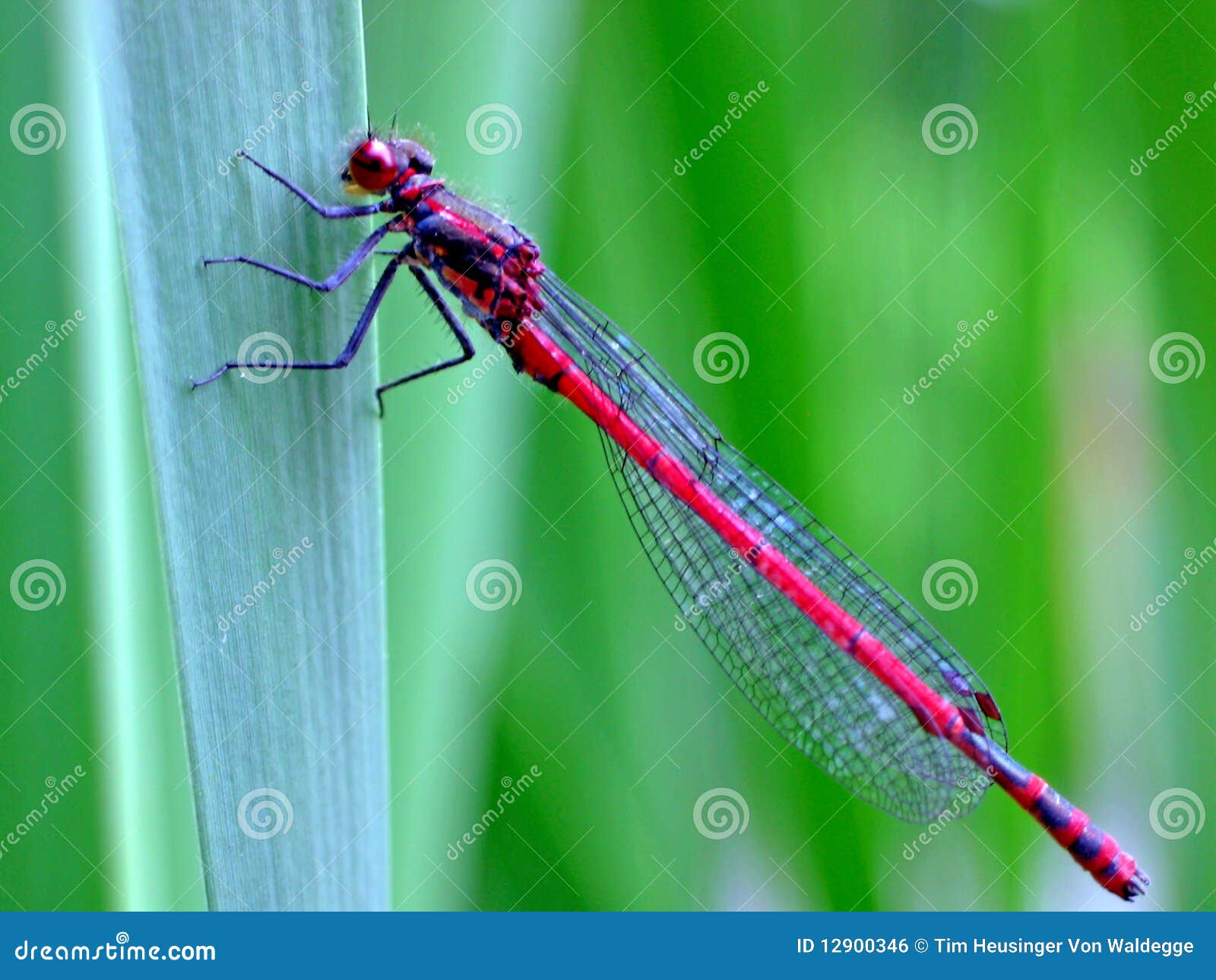 Large Red Damselfly (Pyrrhosoma Nymphula) Stock Photo - Image of ...