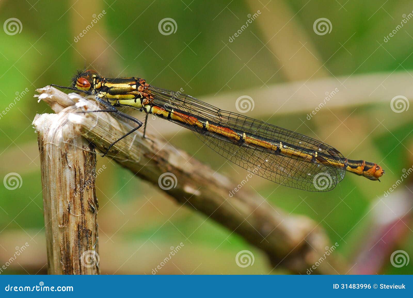 Large red damselfly stock photo. Image of damselfly, flying - 31483996