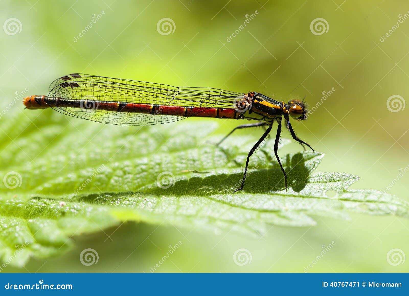 Large red damselfly stock image. Image of insect, nymphula - 40767471