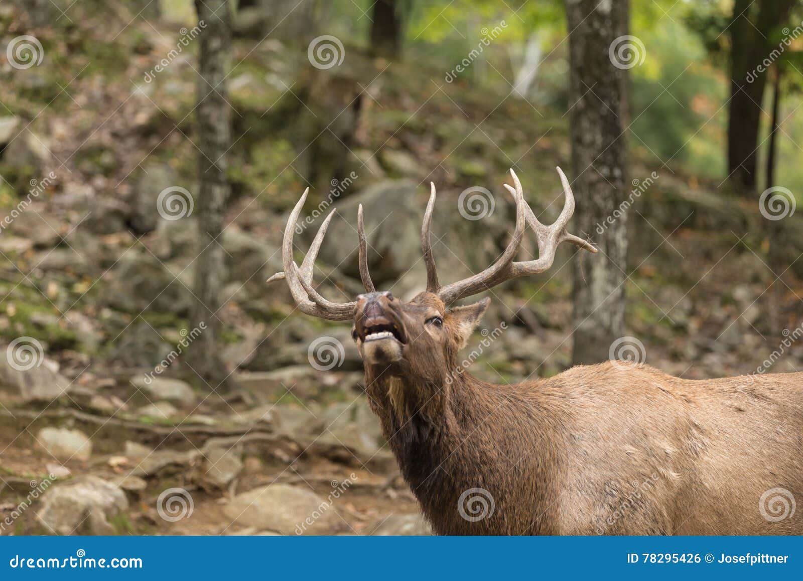 Large Red Deer in the Fall Season Stock Photo - Image of horizontal ...