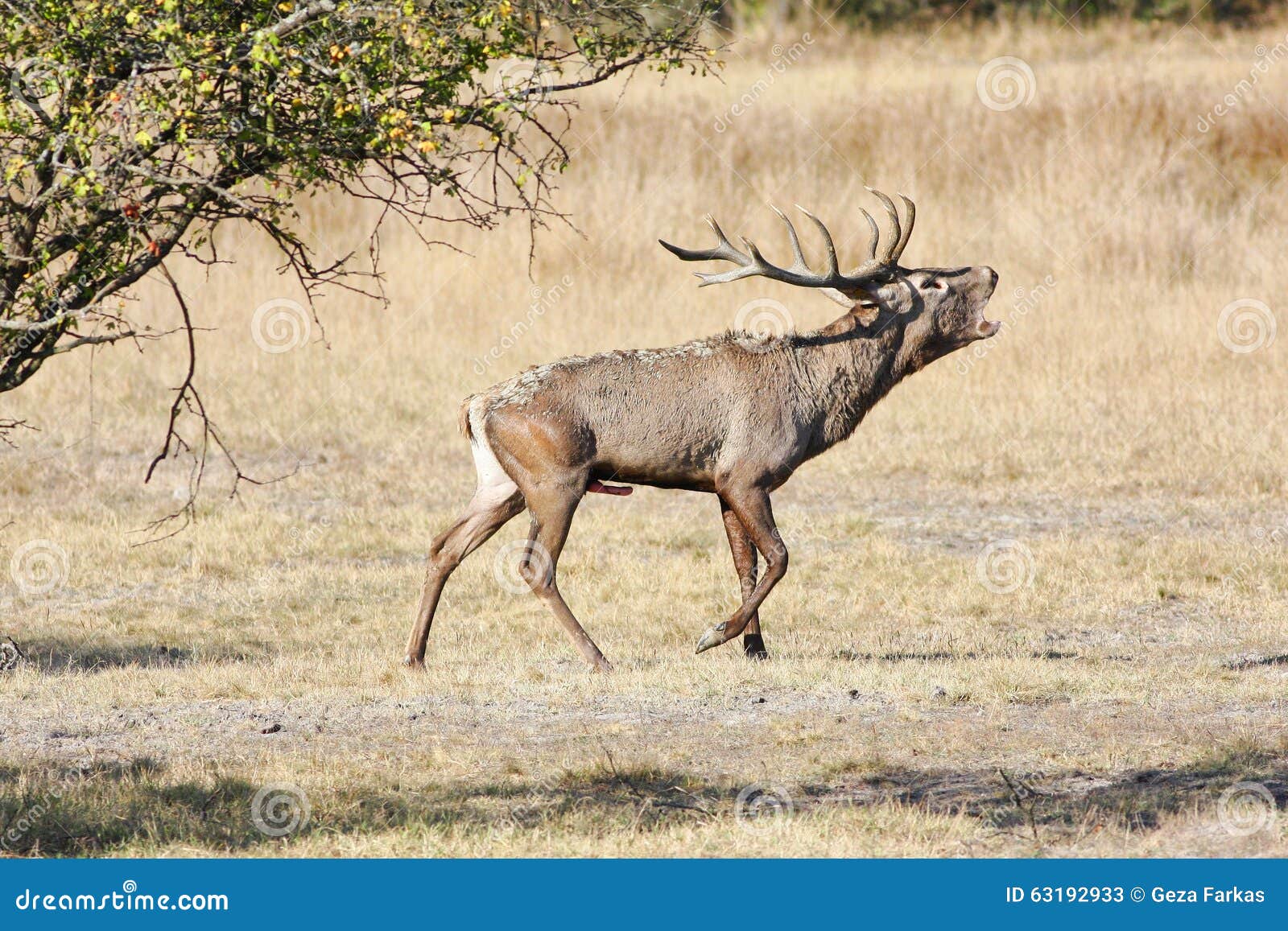 Large red deer roaring stock image. Image of stag, cervus - 63192933