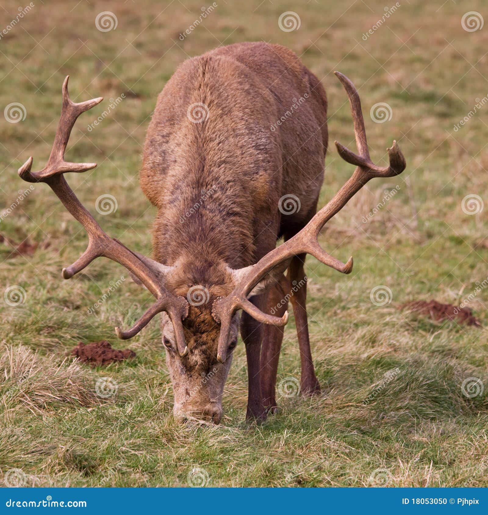 Large Red Deer Stag stock photo. Image of head, corvine - 18053050