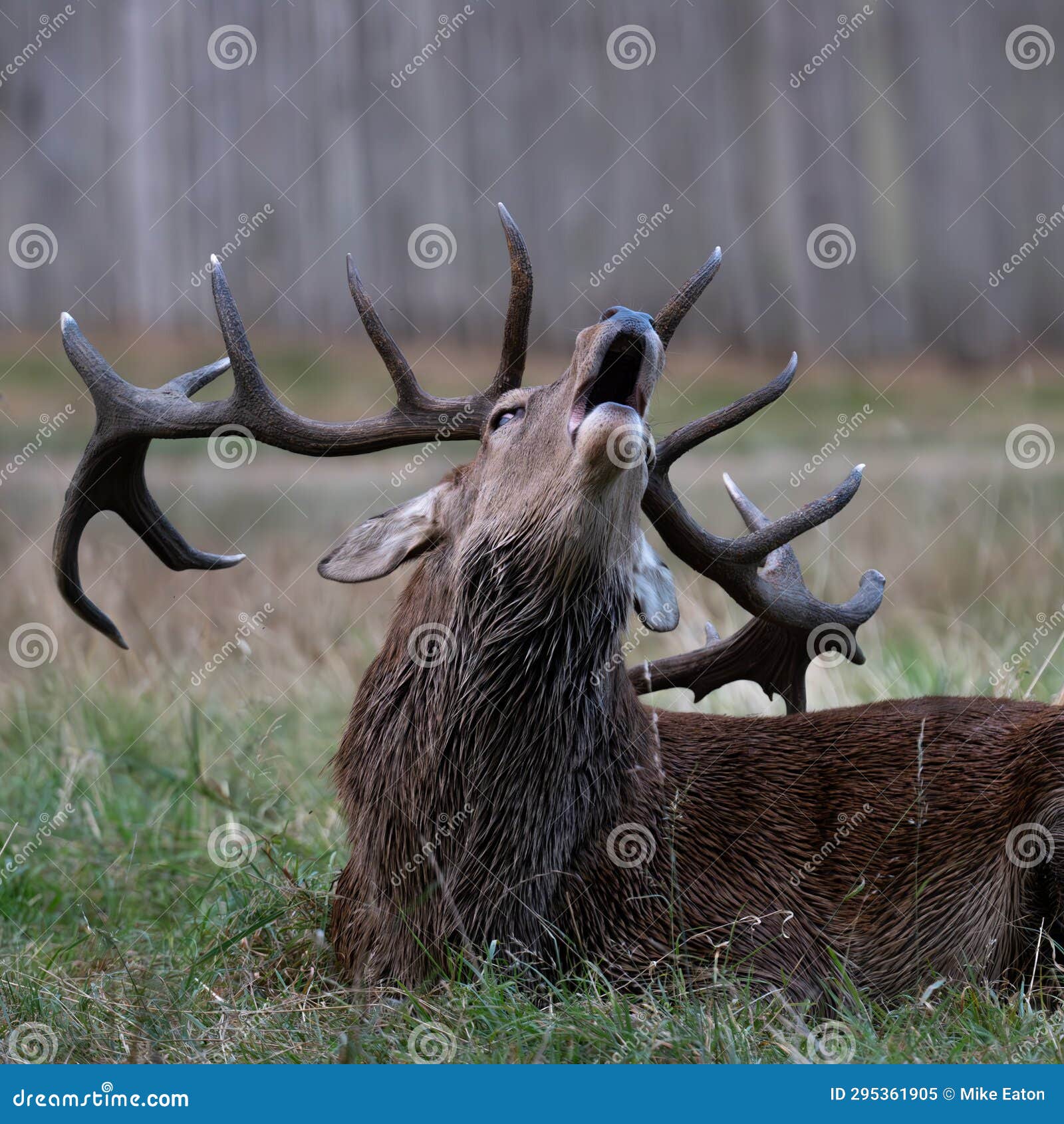 Large Red Deer Stag Roaring Loudly Stock Image - Image of vibrant, deer ...