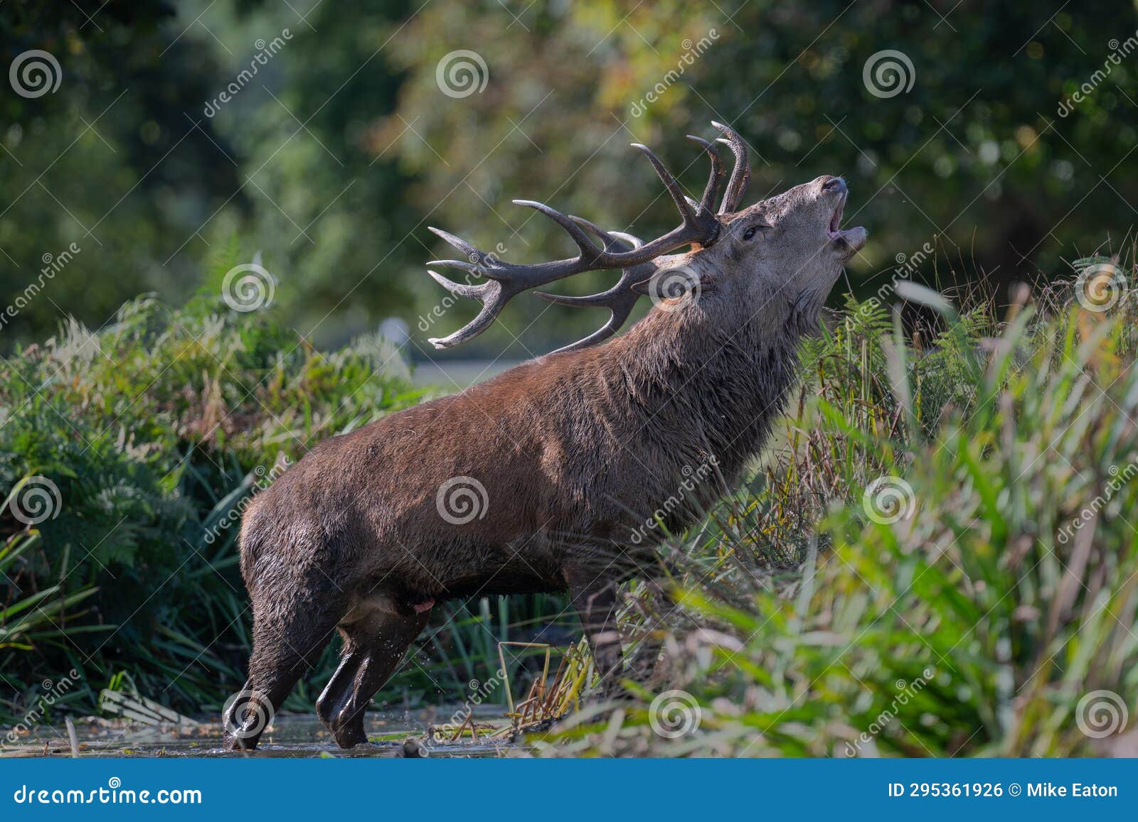Large Red Deer Stag Roaring Loudly Stock Photo - Image of antler ...