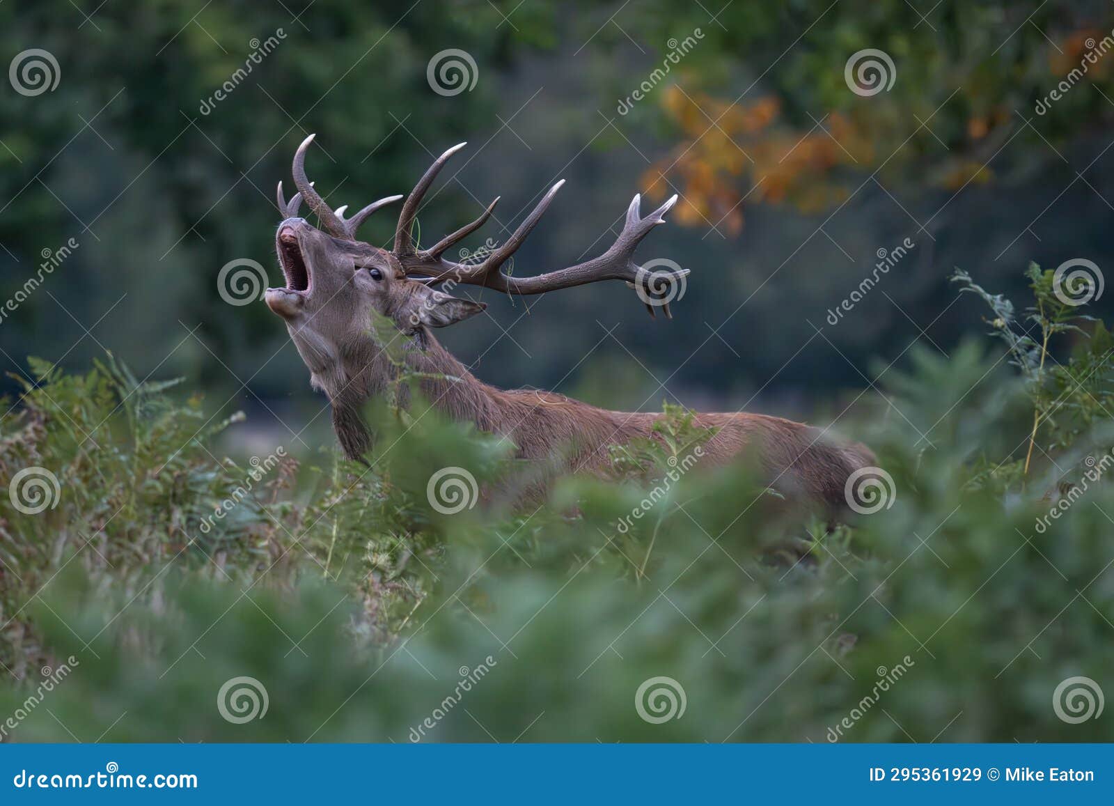 Large Red Deer Stag Roaring Loudly Stock Image - Image of bracken ...
