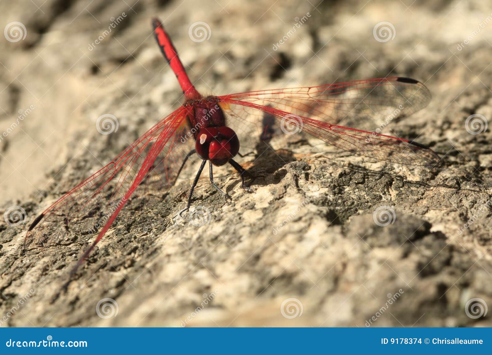 Large red dragonfly stock photo. Image of blue, spring - 9178374