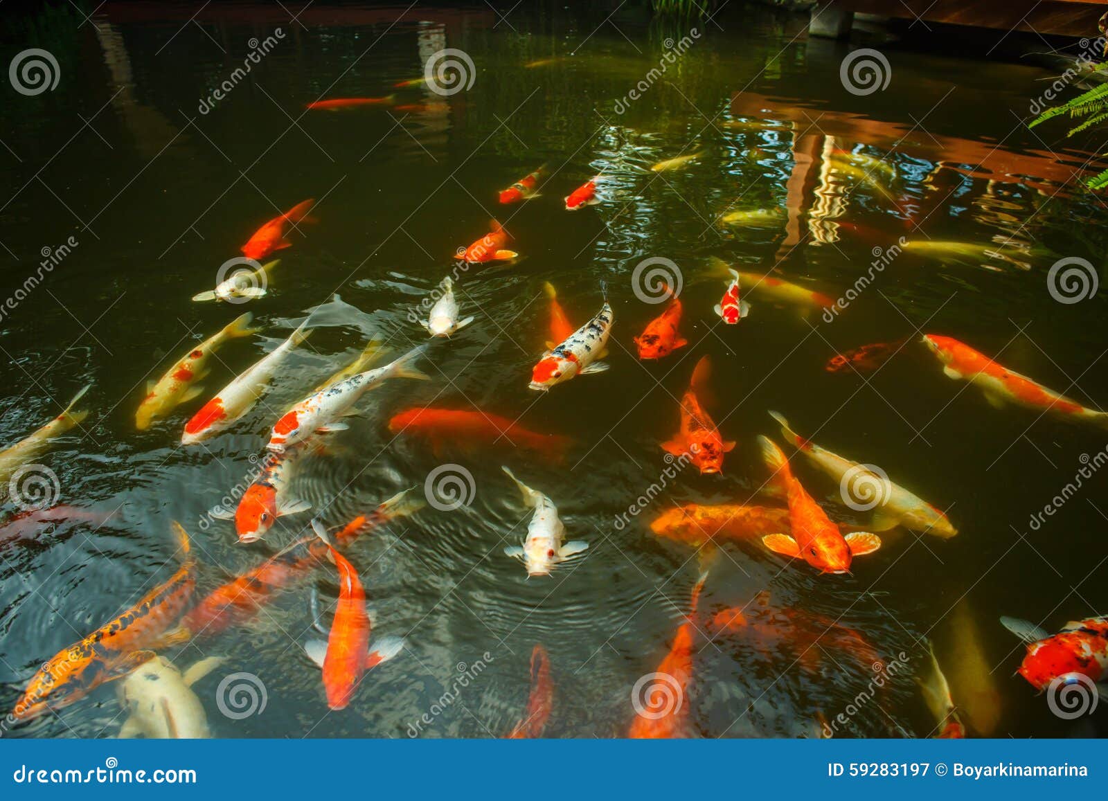 Large red fish in the pond stock image. Image of color - 59283197