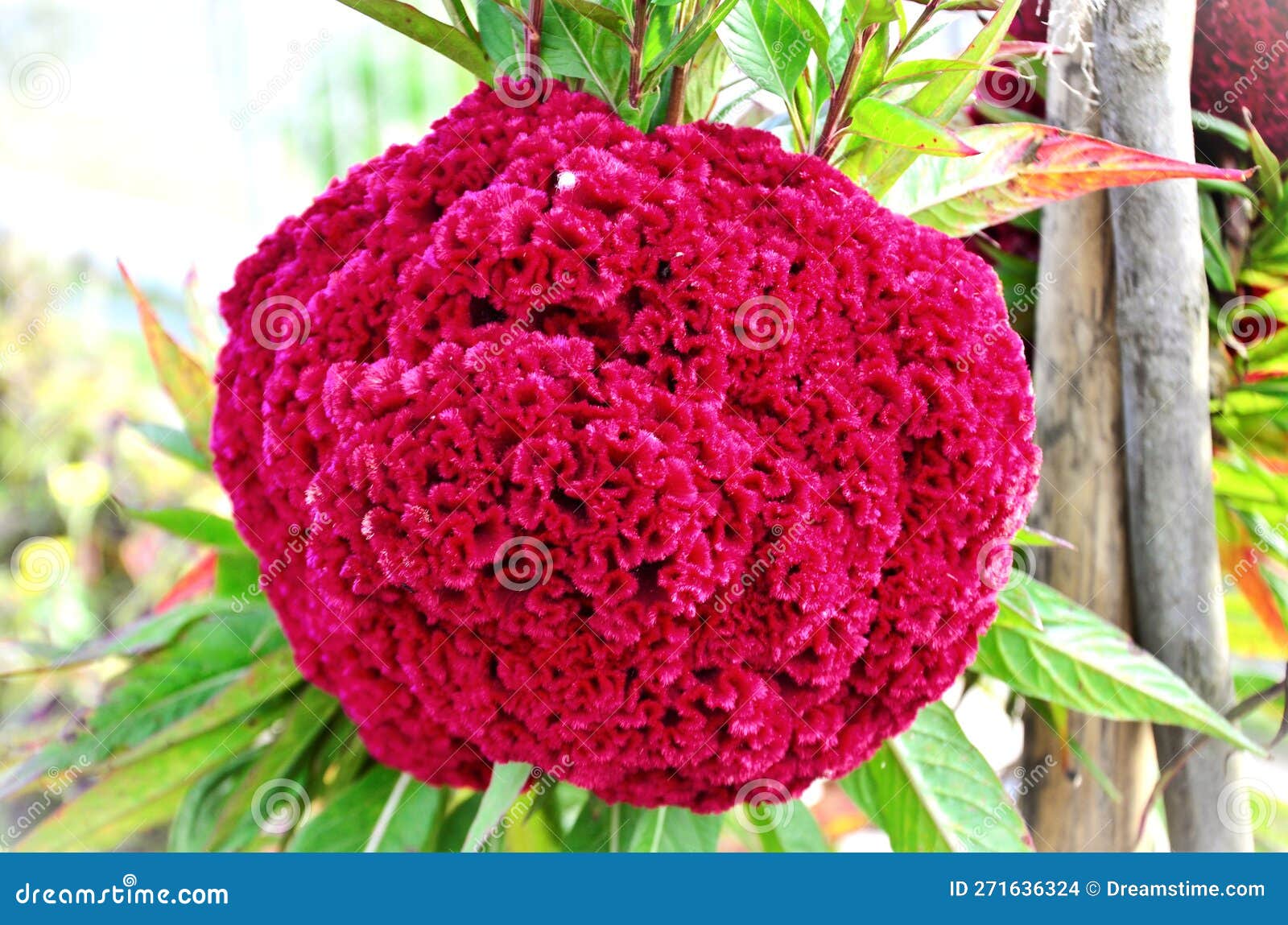 A Large Red Flower of Celosia Cockscomb Stock Photo - Image of leaf ...