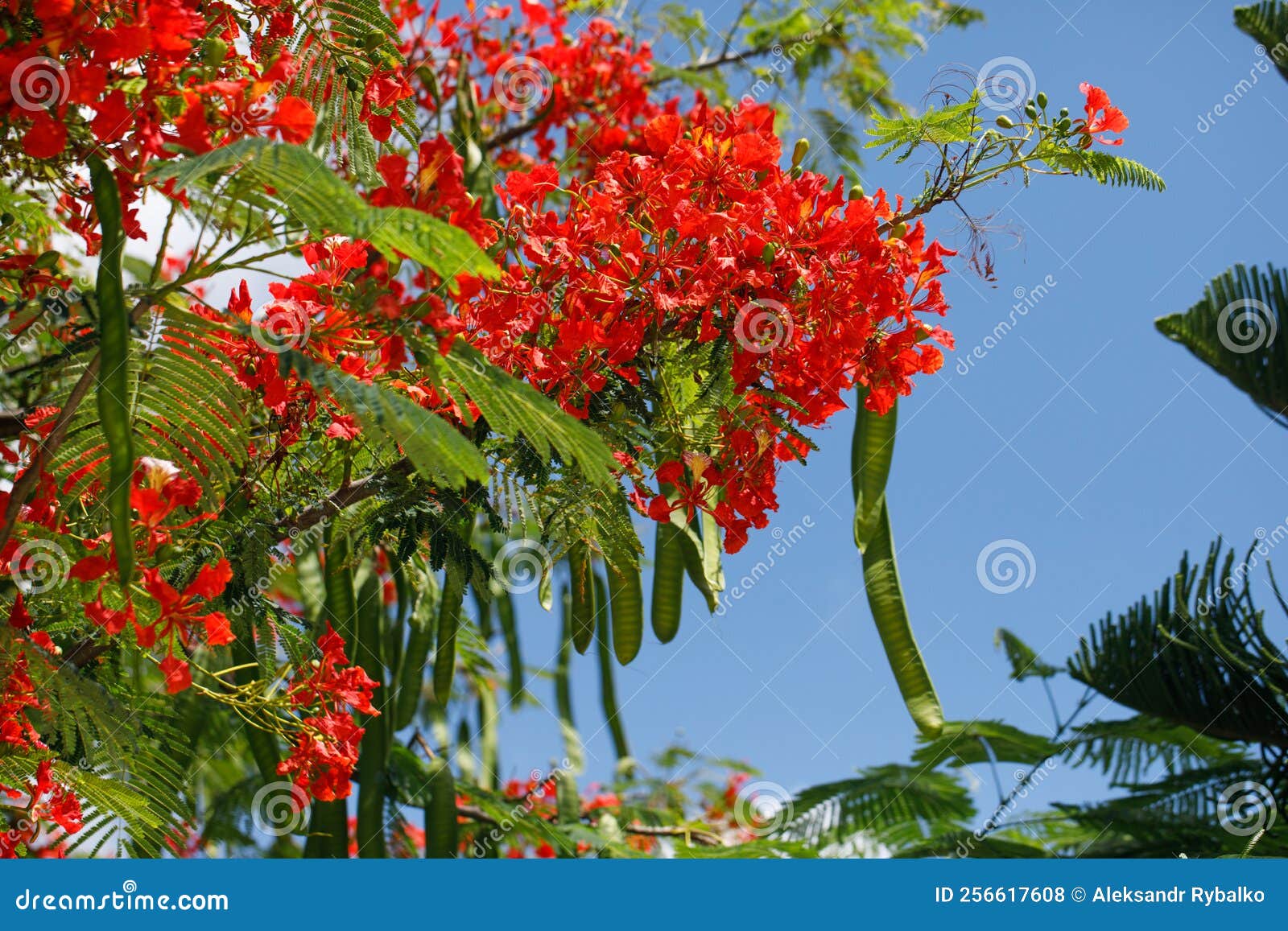 Large Red Flowers Blooming Flamboyan Tree. Stock Photo - Image of ...