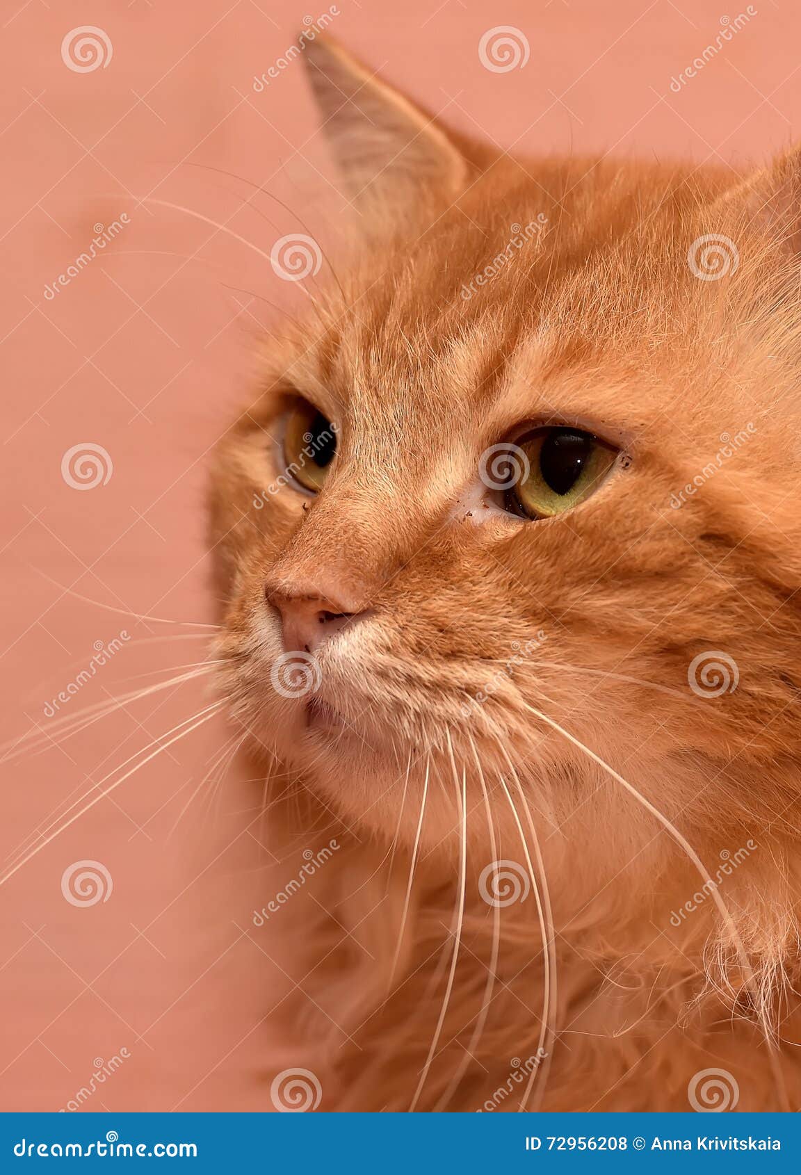 Large red fluffy housecat stock photo. Image of colored - 72956208