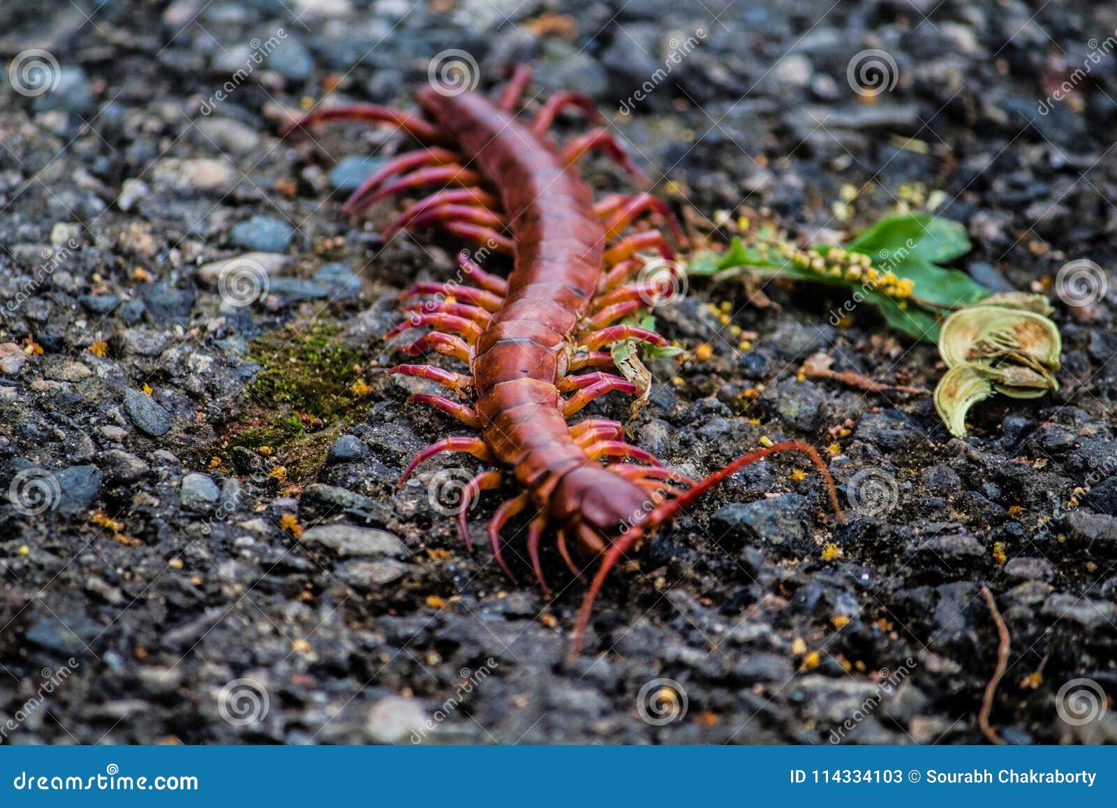 The great centipede stock image. Image of forest, centipede - 114334103