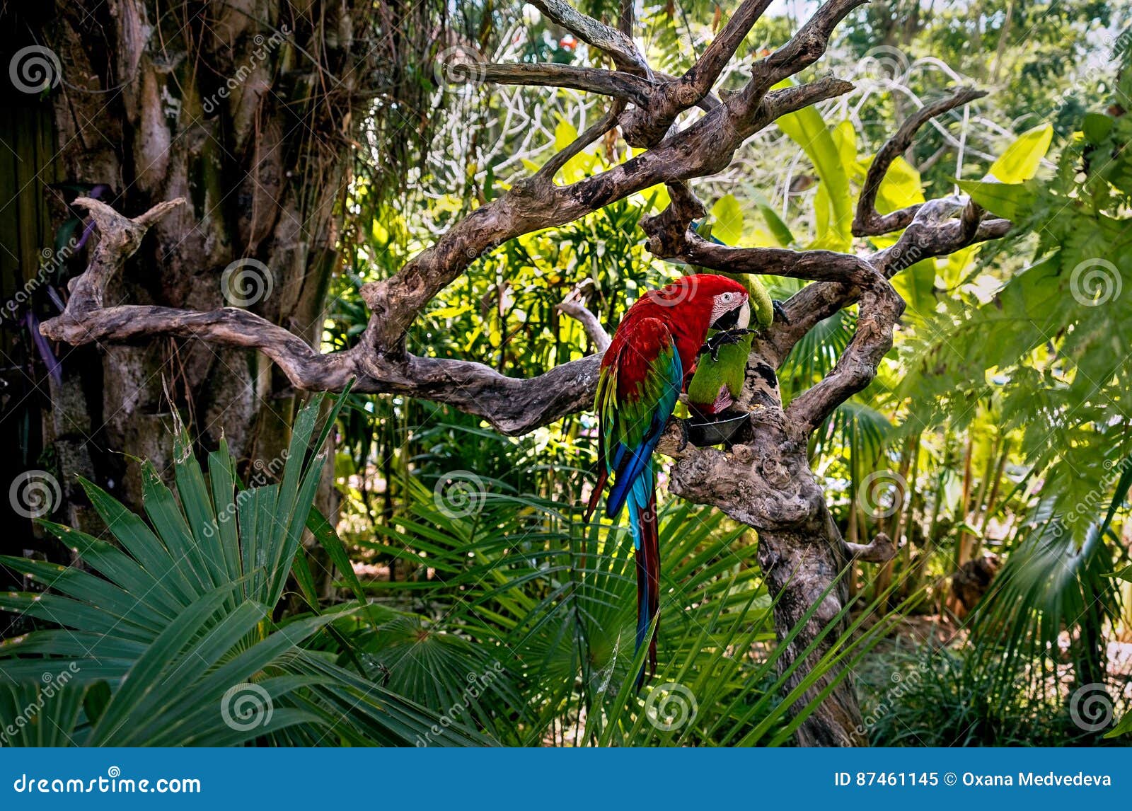 Large Red and Green Macaws in the Rainforest Stock Image - Image of ...