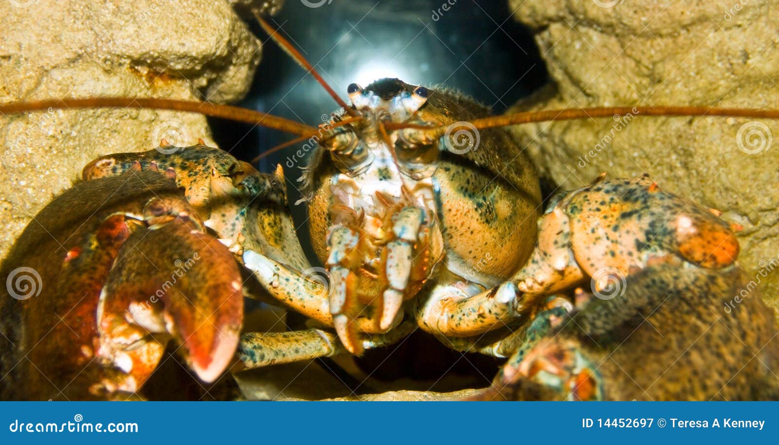 Large Red Lobster stock image. Image of crustacean, aquarium - 14452697