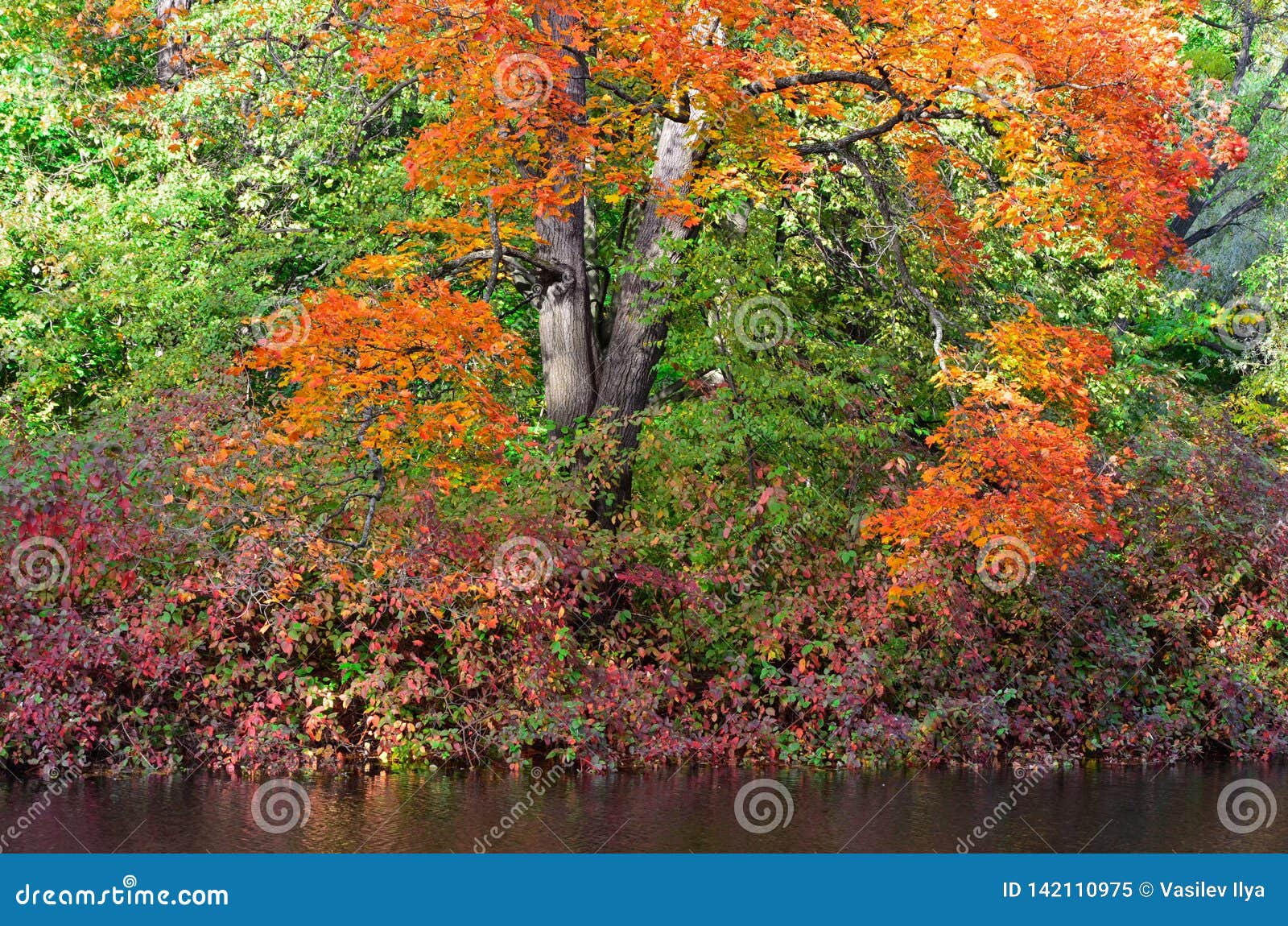 Large Red Maple Tree that Leaned Over the Water Stock Image - Image of ...