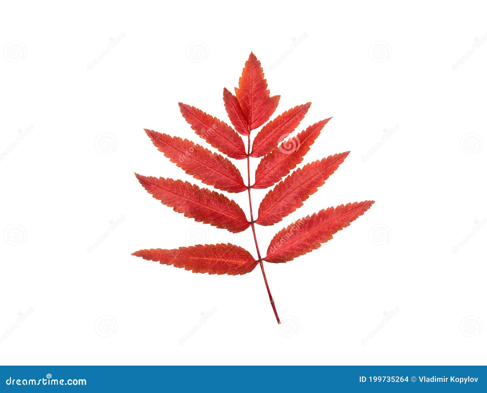 Large Red Mountain Ash Leaf Isolated on a White Background. Stock Photo ...