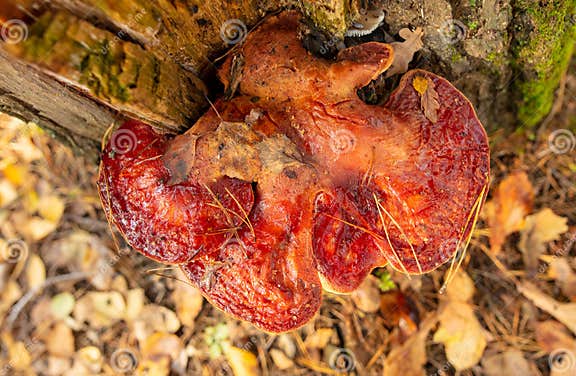 A Large Red Mushroom Grows on a Tree Stock Photo - Image of uttarakhand ...