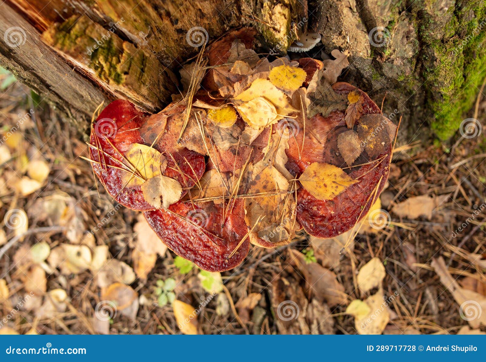 A Large Red Mushroom Grows on a Tree Stock Photo - Image of himalaya ...