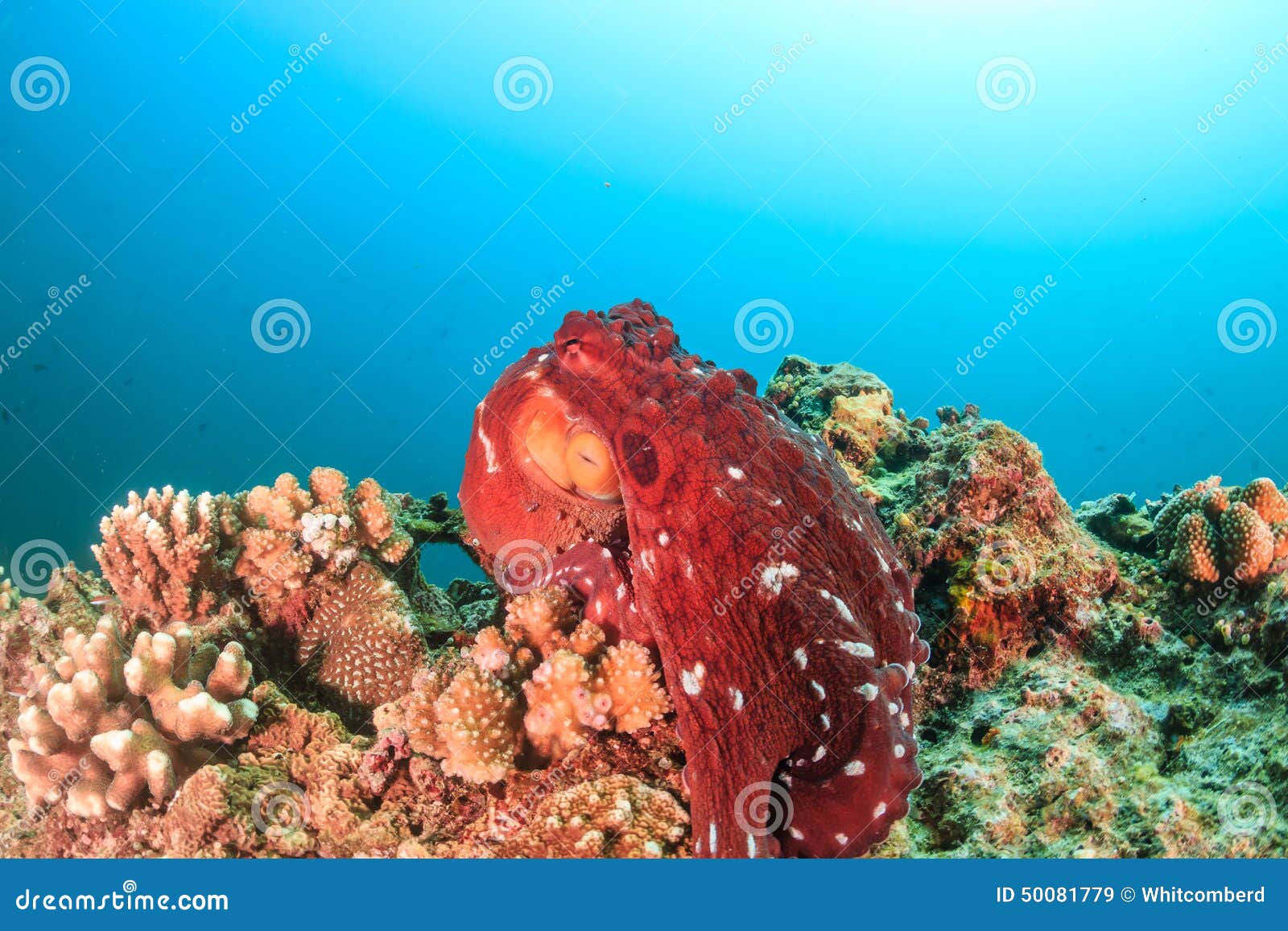 Large Red Octopus on a Coral Reef Stock Image - Image of dofleini ...
