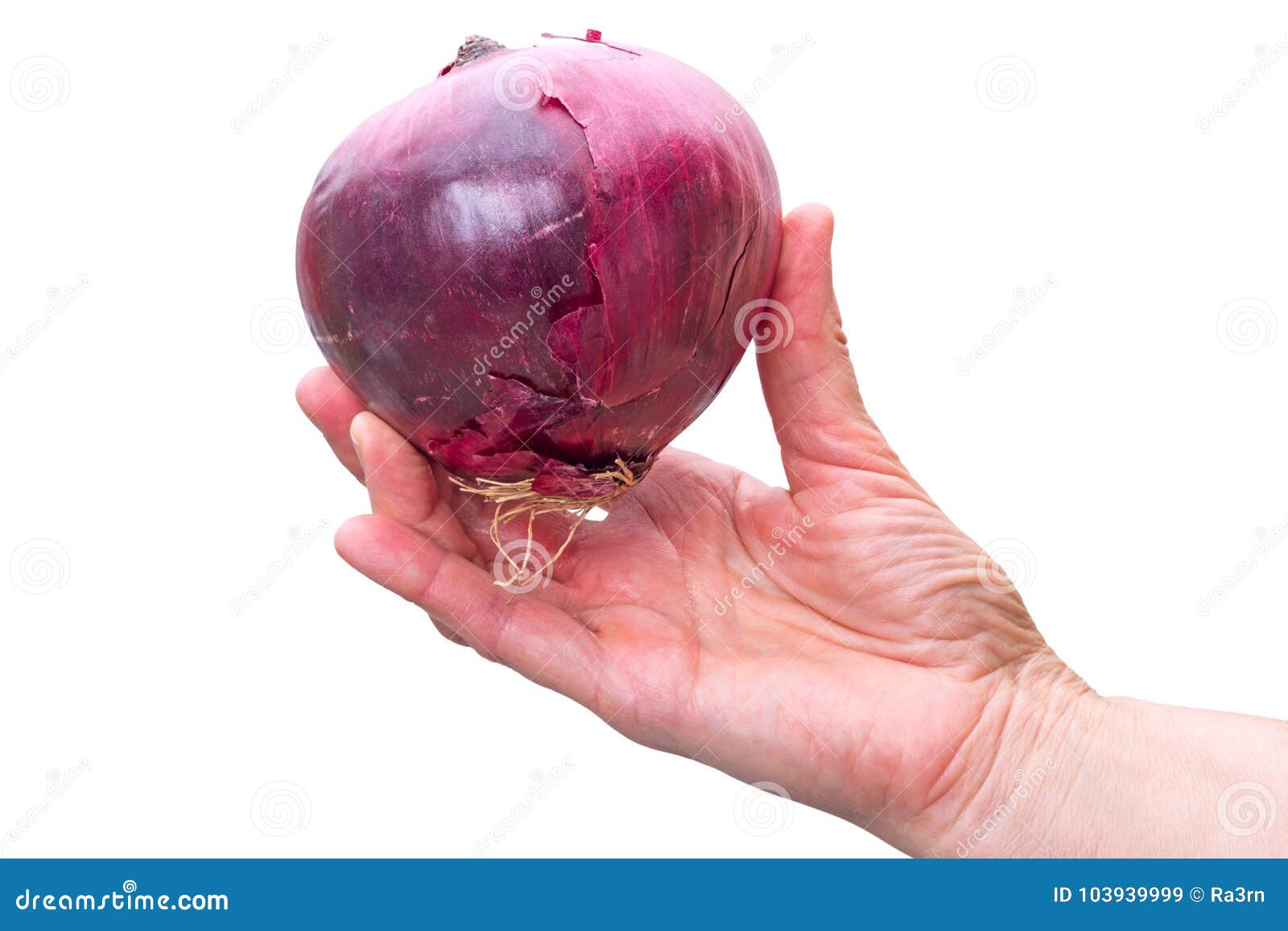 Red onion in hand stock image. Image of roots, organic - 103939999
