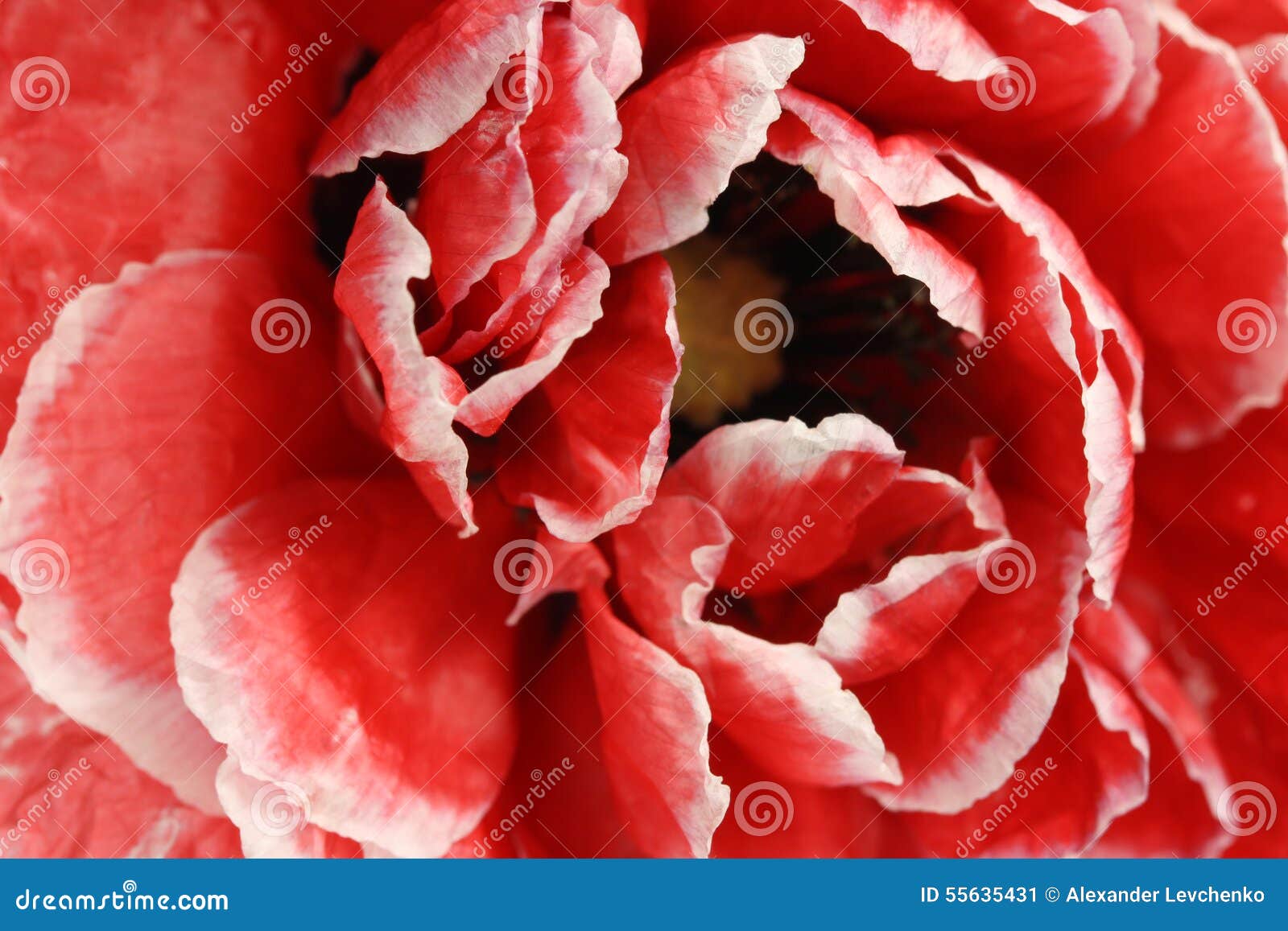 Large red poppy bud stock image. Image of natural, petals - 55635431 Large red poppy bud stock image. Image of natural, petals - 55635431